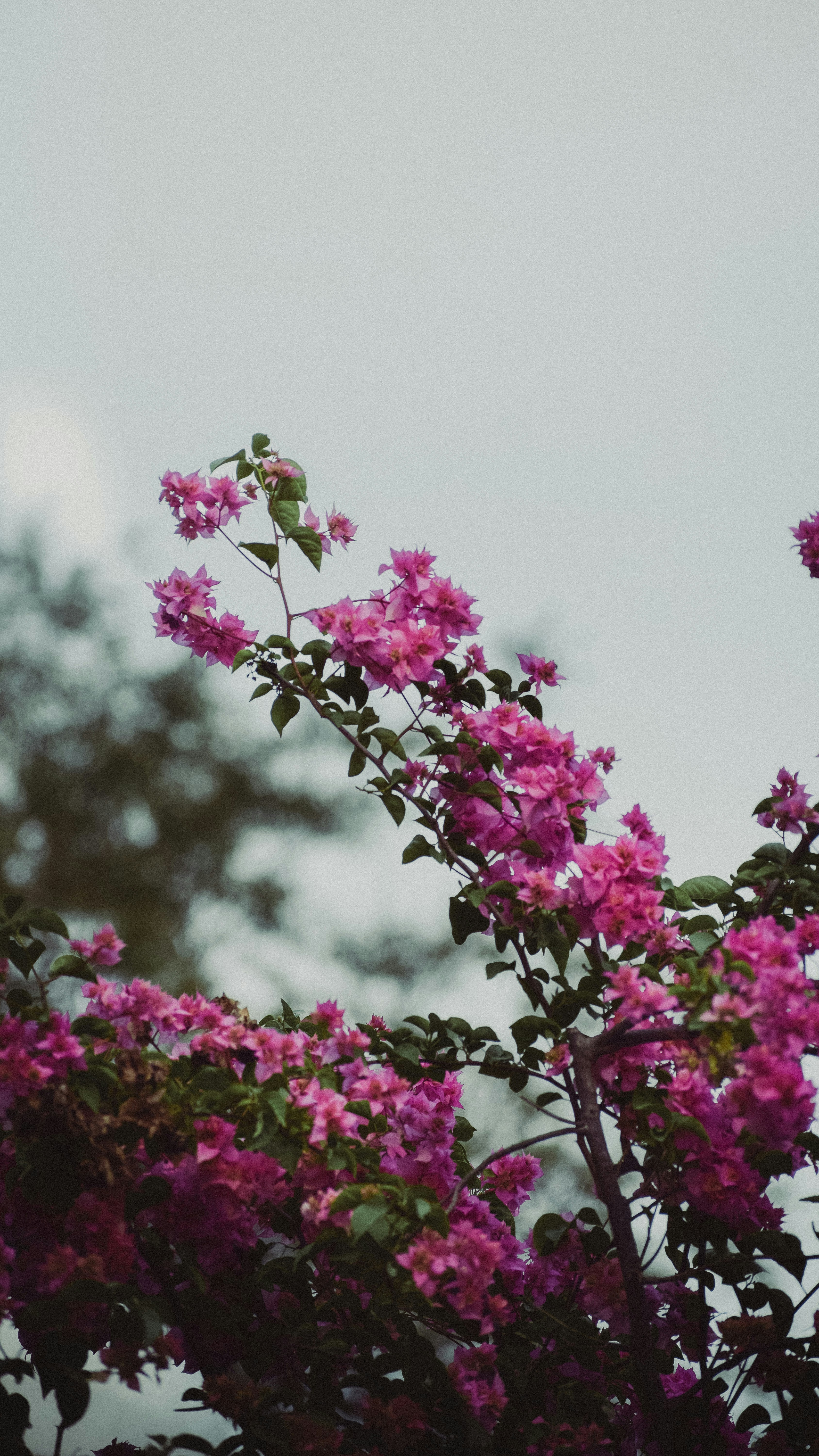Pink Bougainvillea Fronds Reaching for a Quiet Sky