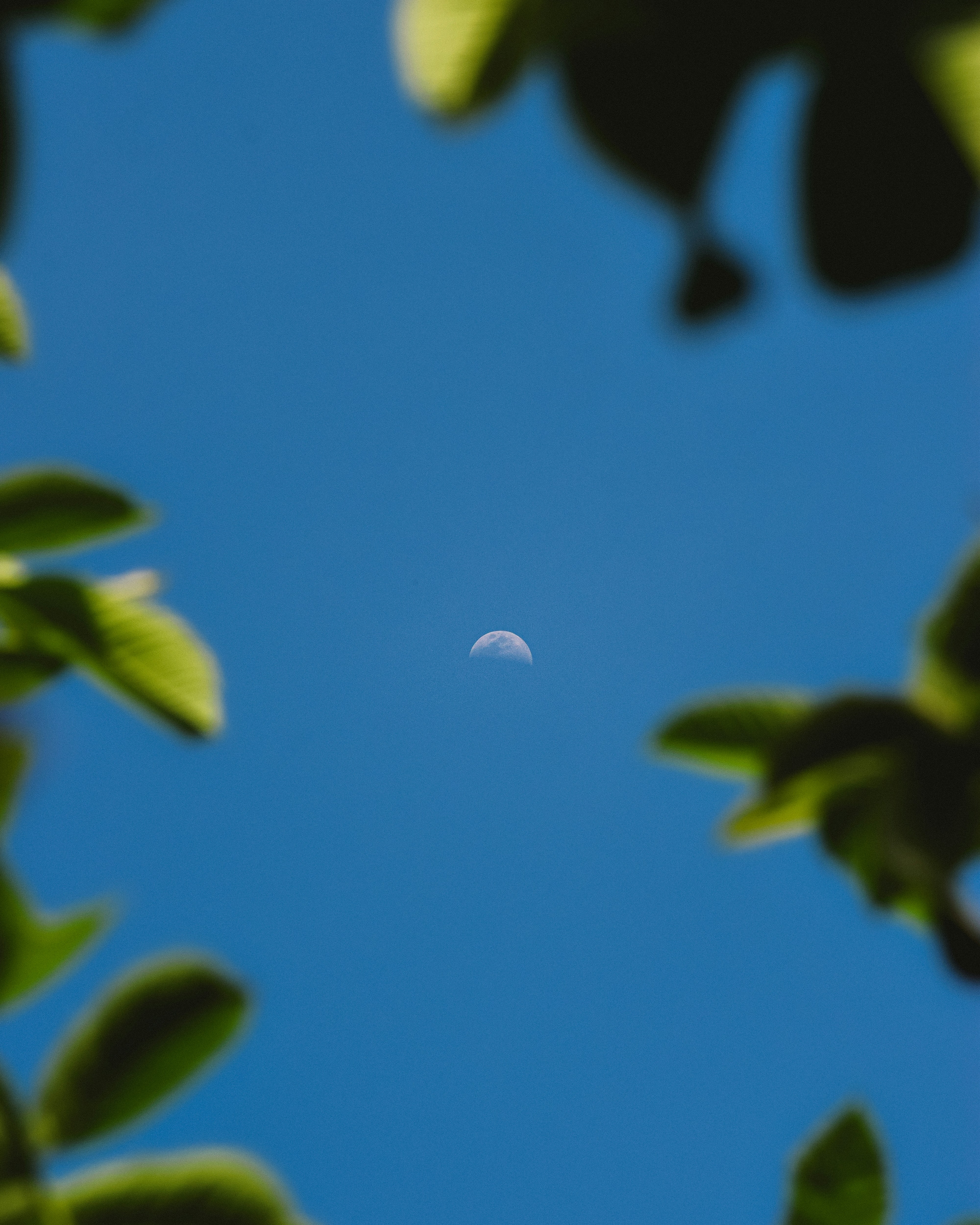 Moon Half-Visible in a Blue Sky Framed by Green Borders