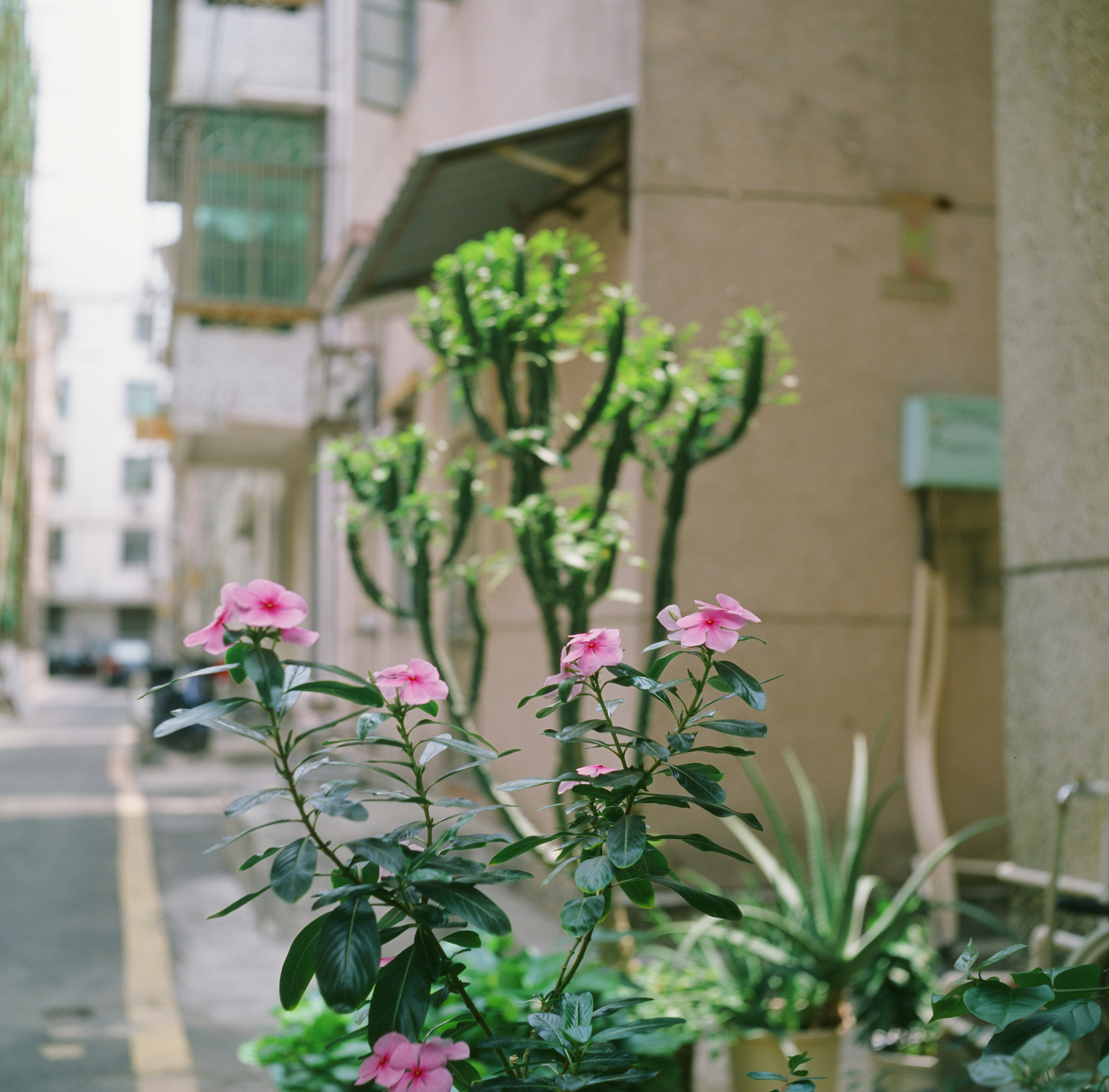 Pink hibiscus in a sunlit city courtyard