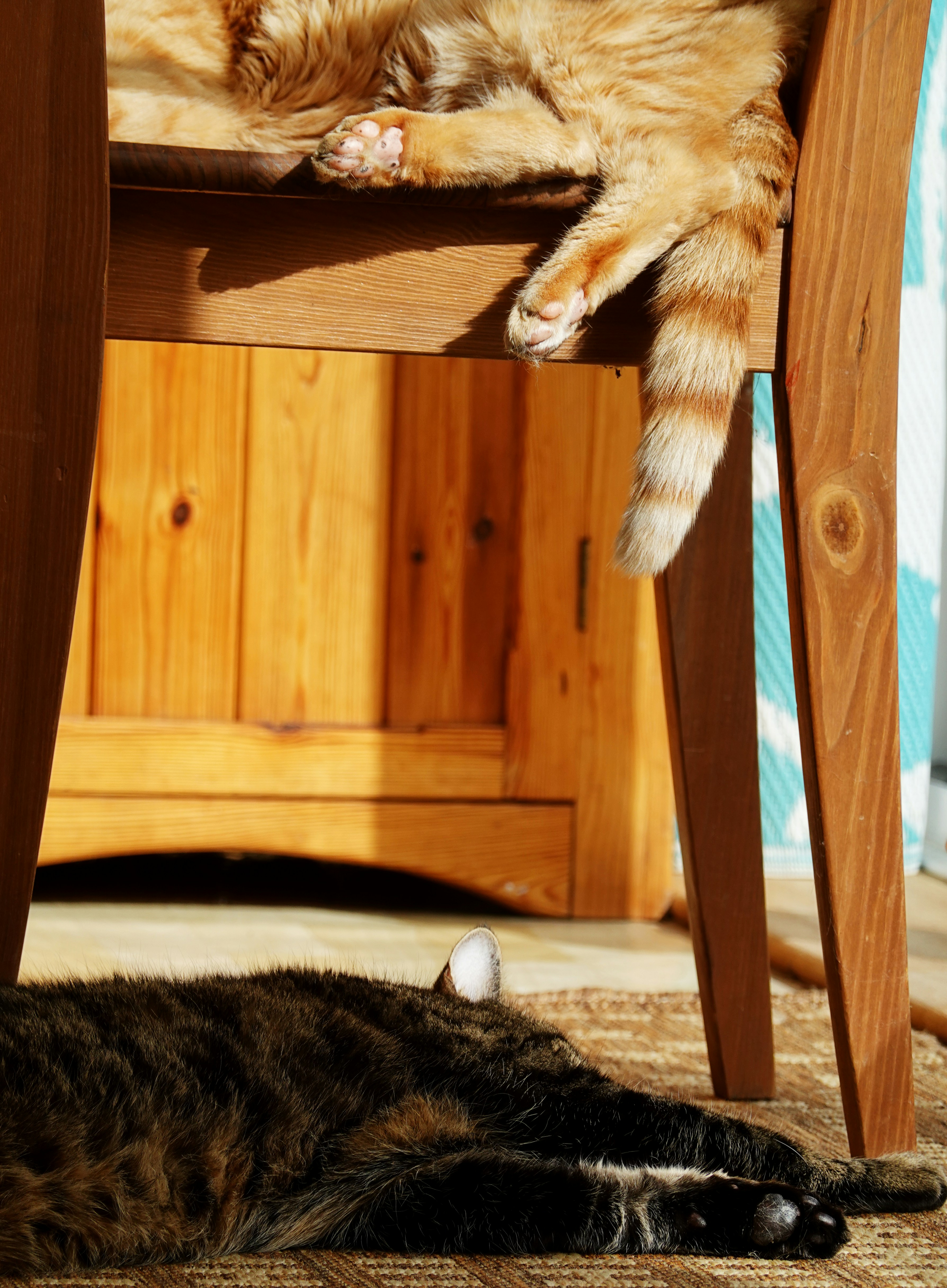 Sunlit Stripe: A Pair of Cats Rest in Quiet Sunlight
