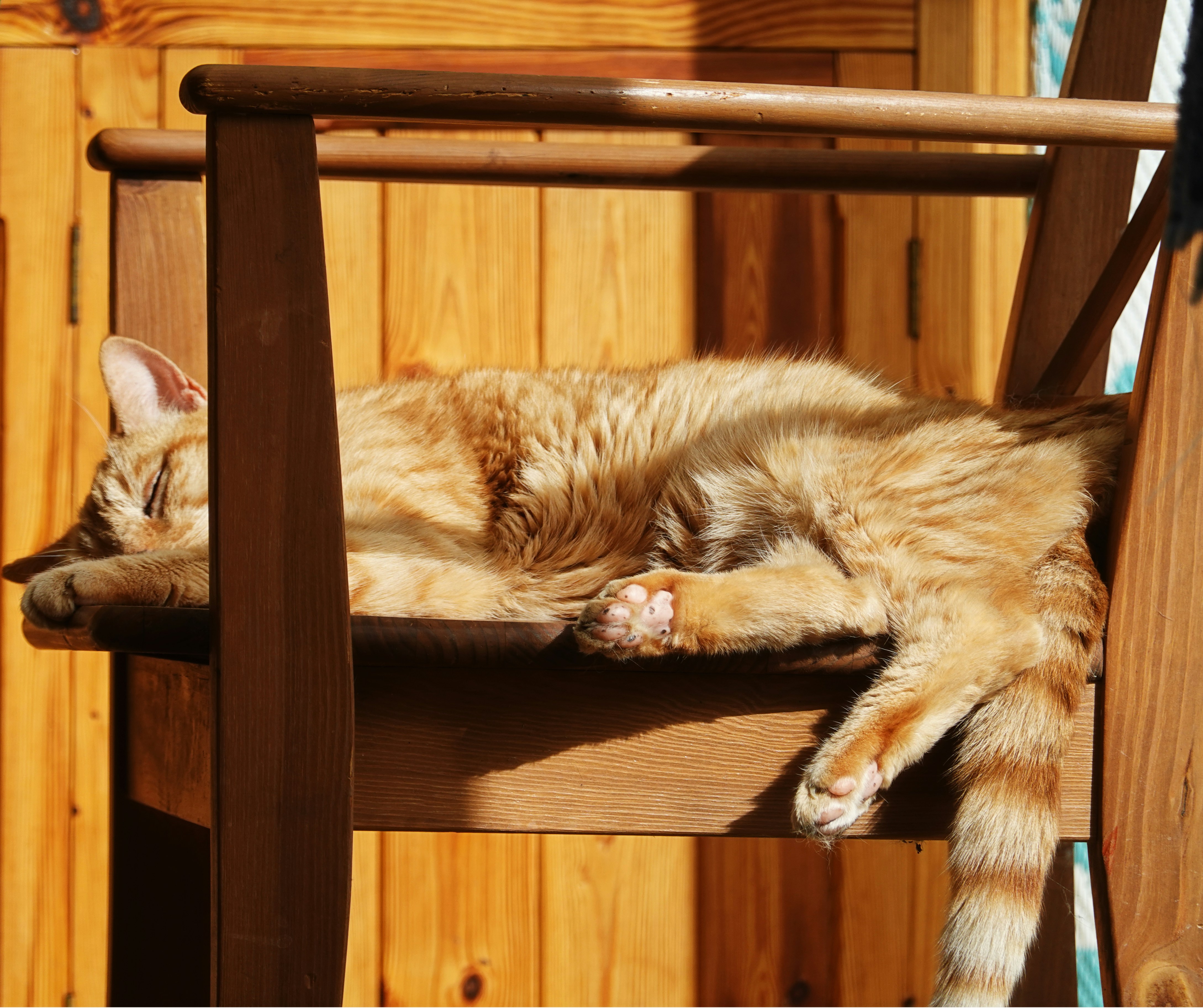 Golden Slumber on Wooden Terrace