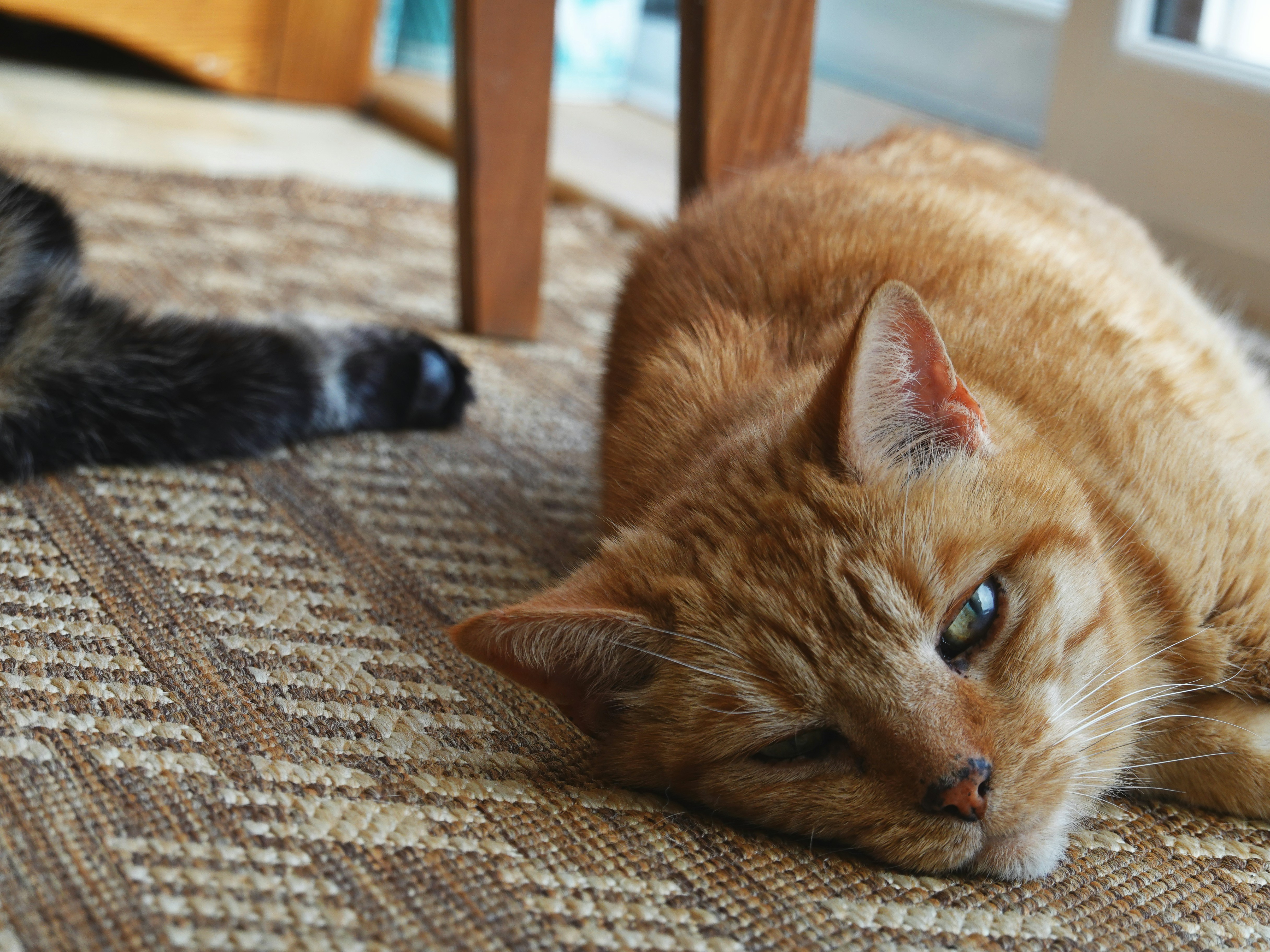 Orange cat at rest on a woven rug, sunlight softening its fur