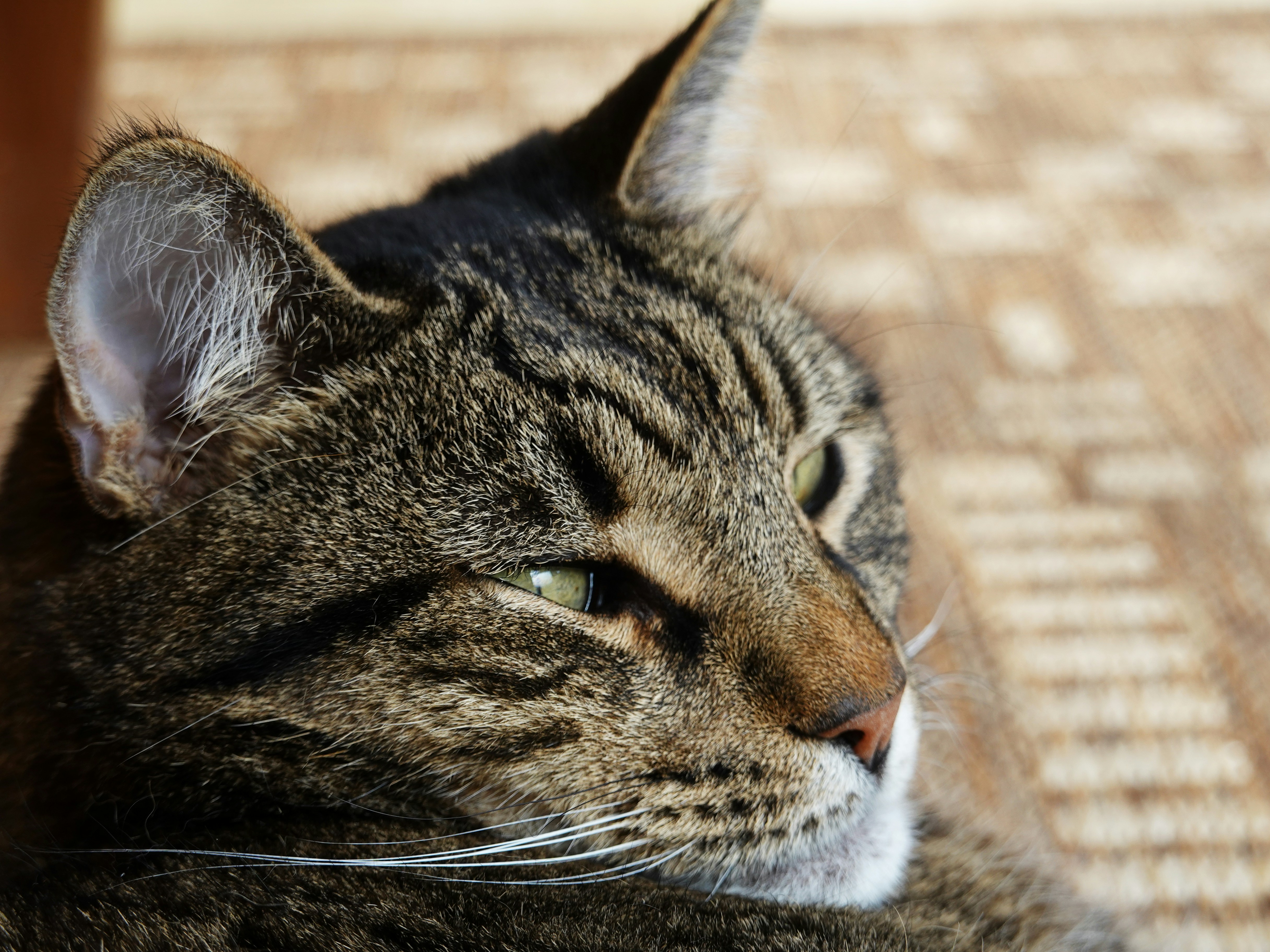 Close-Up of a Relaxed Tabby: The Quiet Gaze