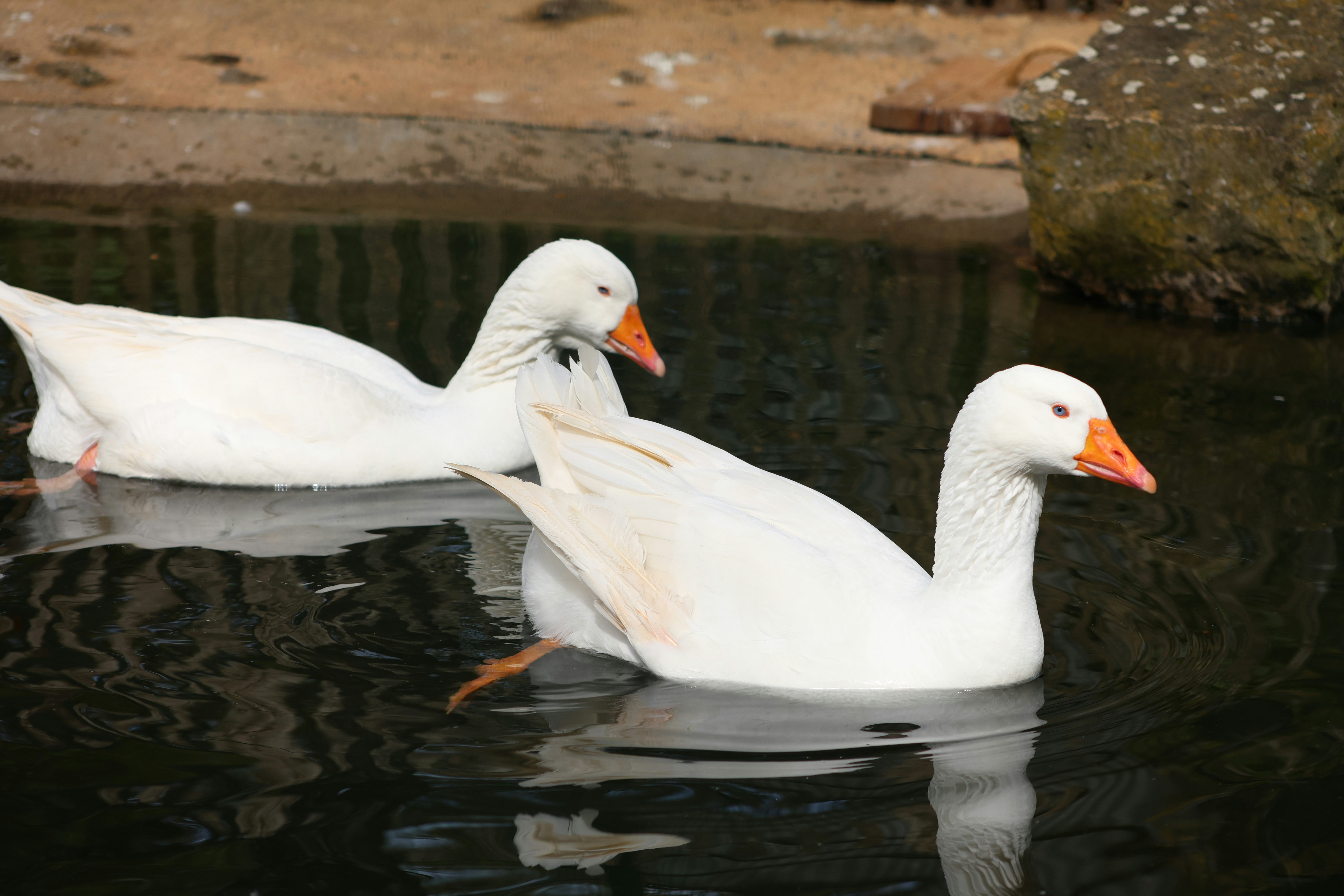 Quiet White Duo: A Study in Gentle Ripples and Light