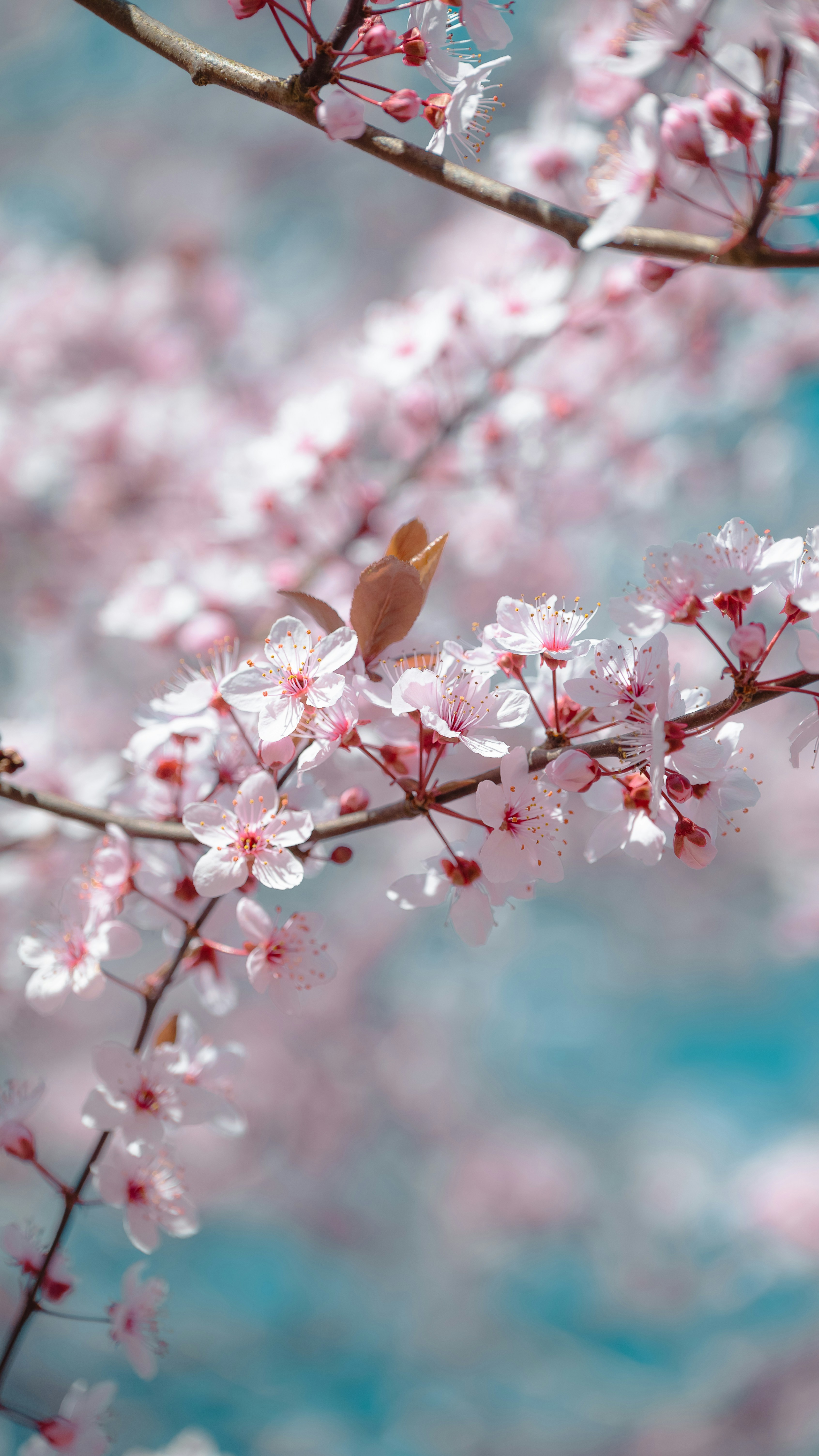 Cherry Blossom Cascade: Soft Petals Framing a Quiet Branch