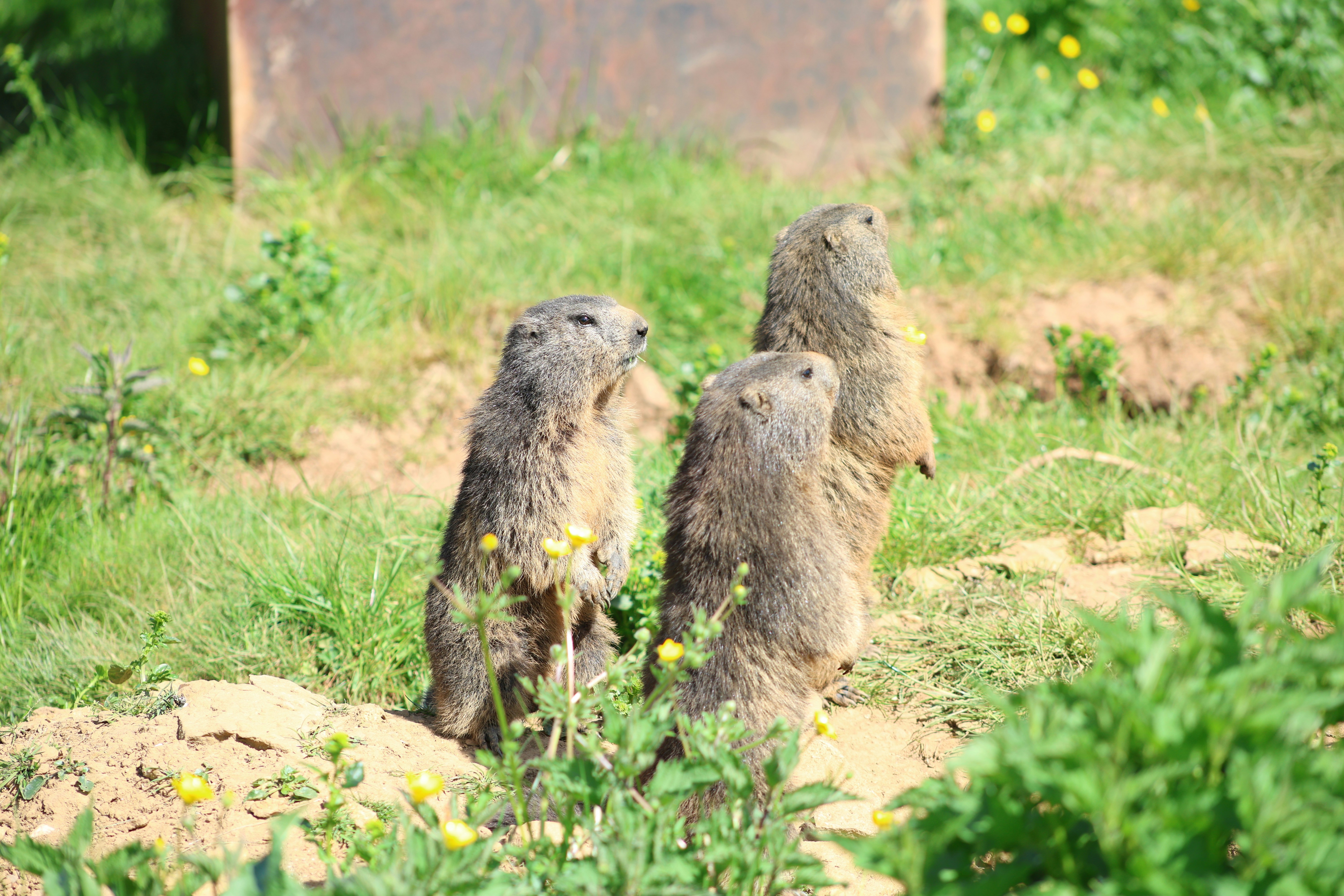 Three Ground Squirrels Posture in Sunlit Meadow