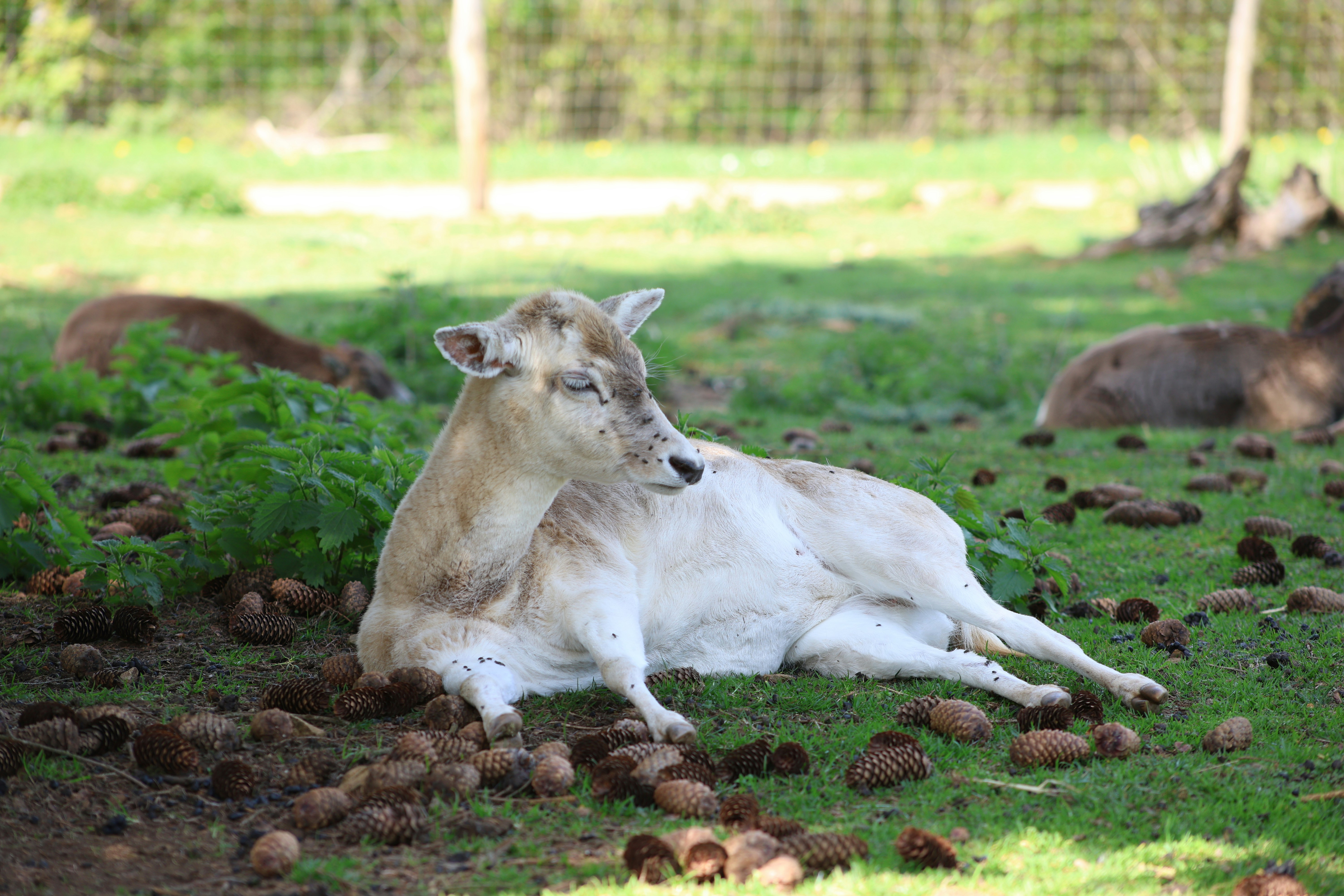 Lounge in the Meadow: A Relaxed Goat Amid Pinecone Patrol