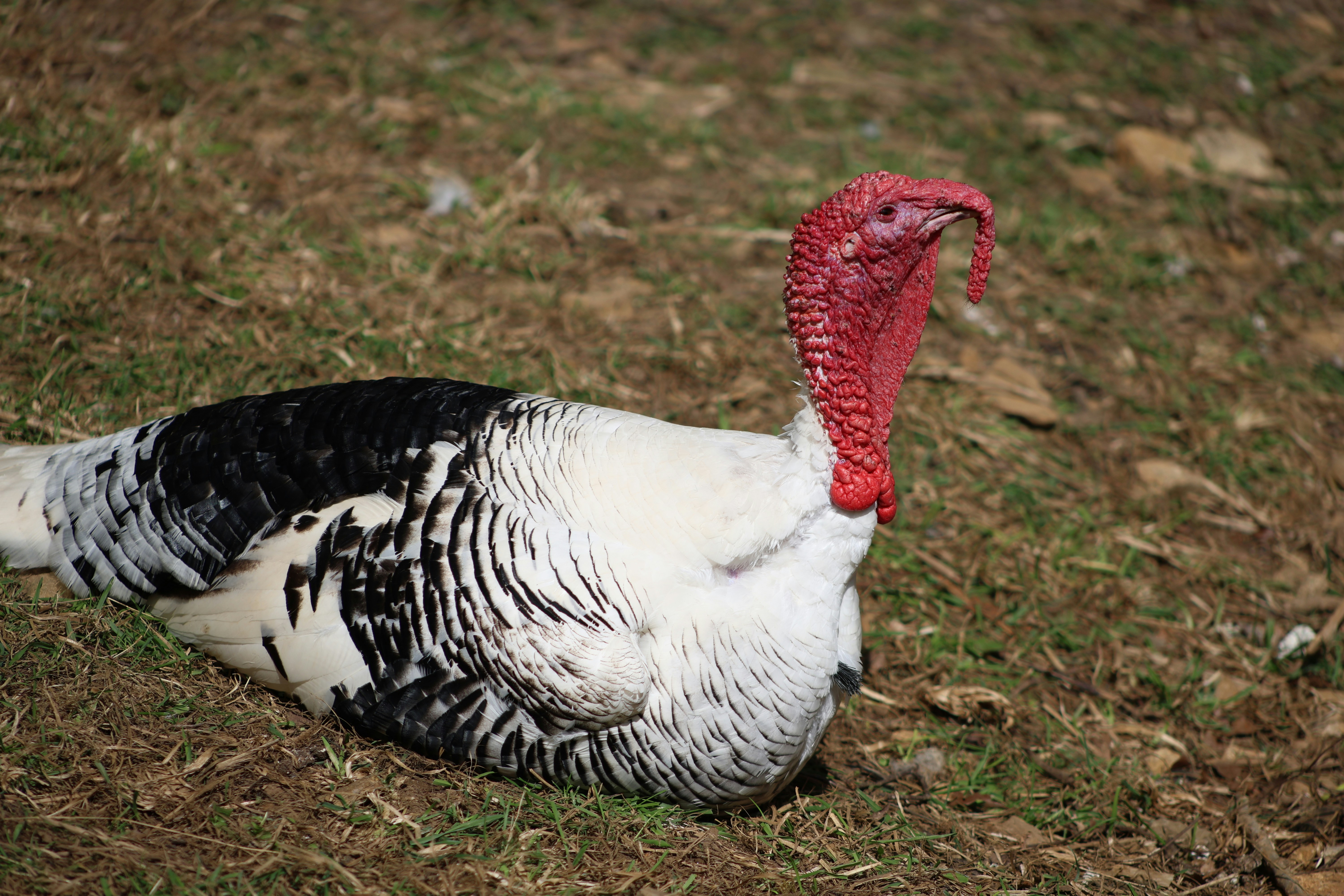 Grounded Display: A Striking Wild Turkey at Rest
