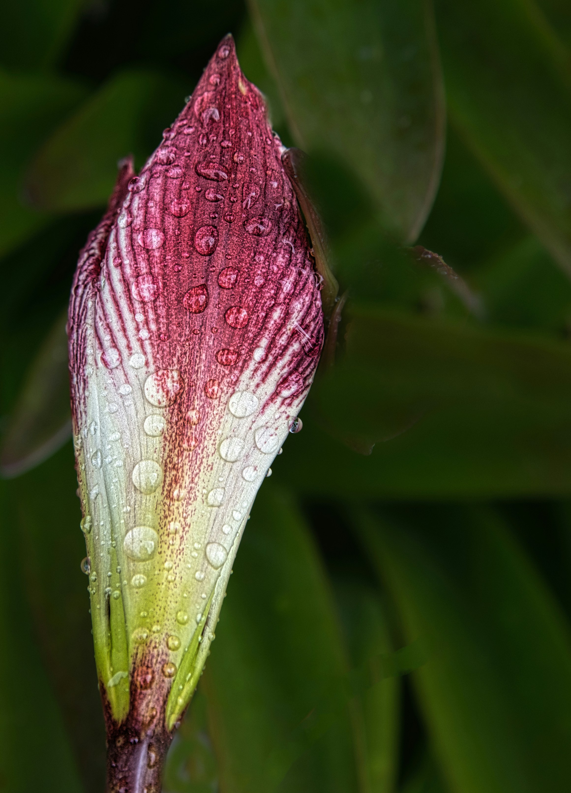 Dewy Bud: A Crimson Tip Covered in Morning Mist