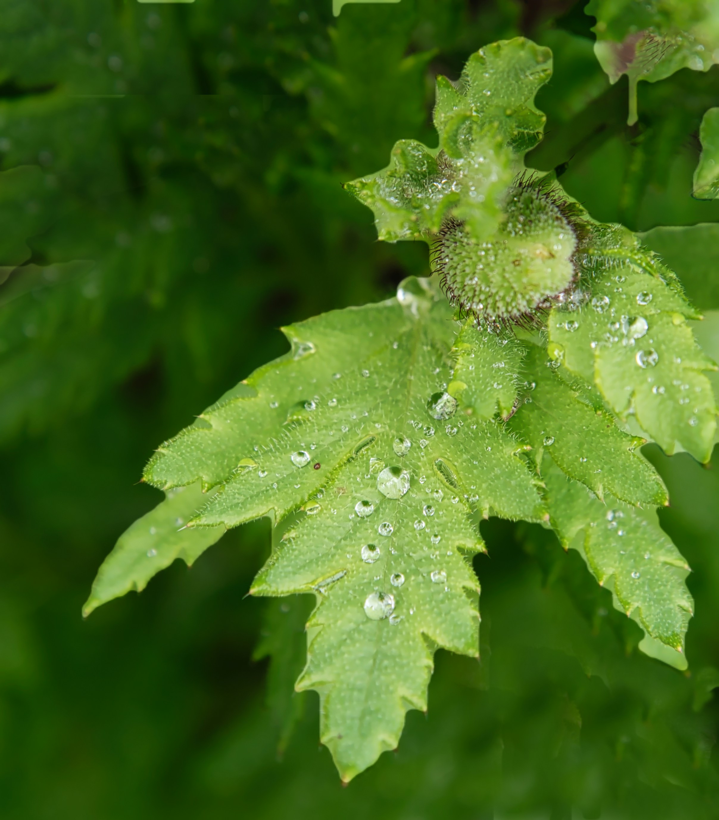 Dew-kissed Razorleaf: A Close-Up of Fresh Green Texture