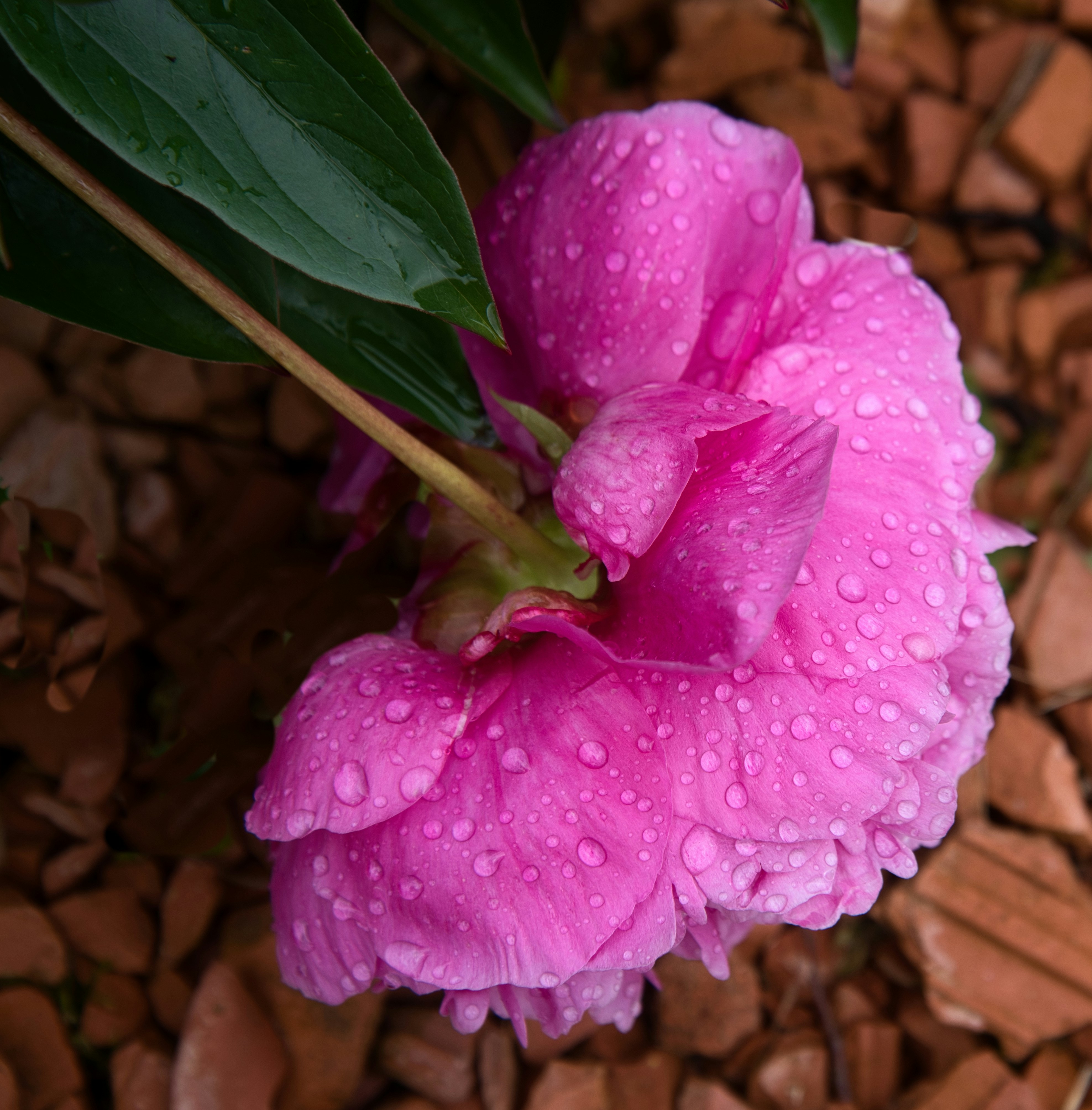Pink Petal Crown Drips with Morning Dew