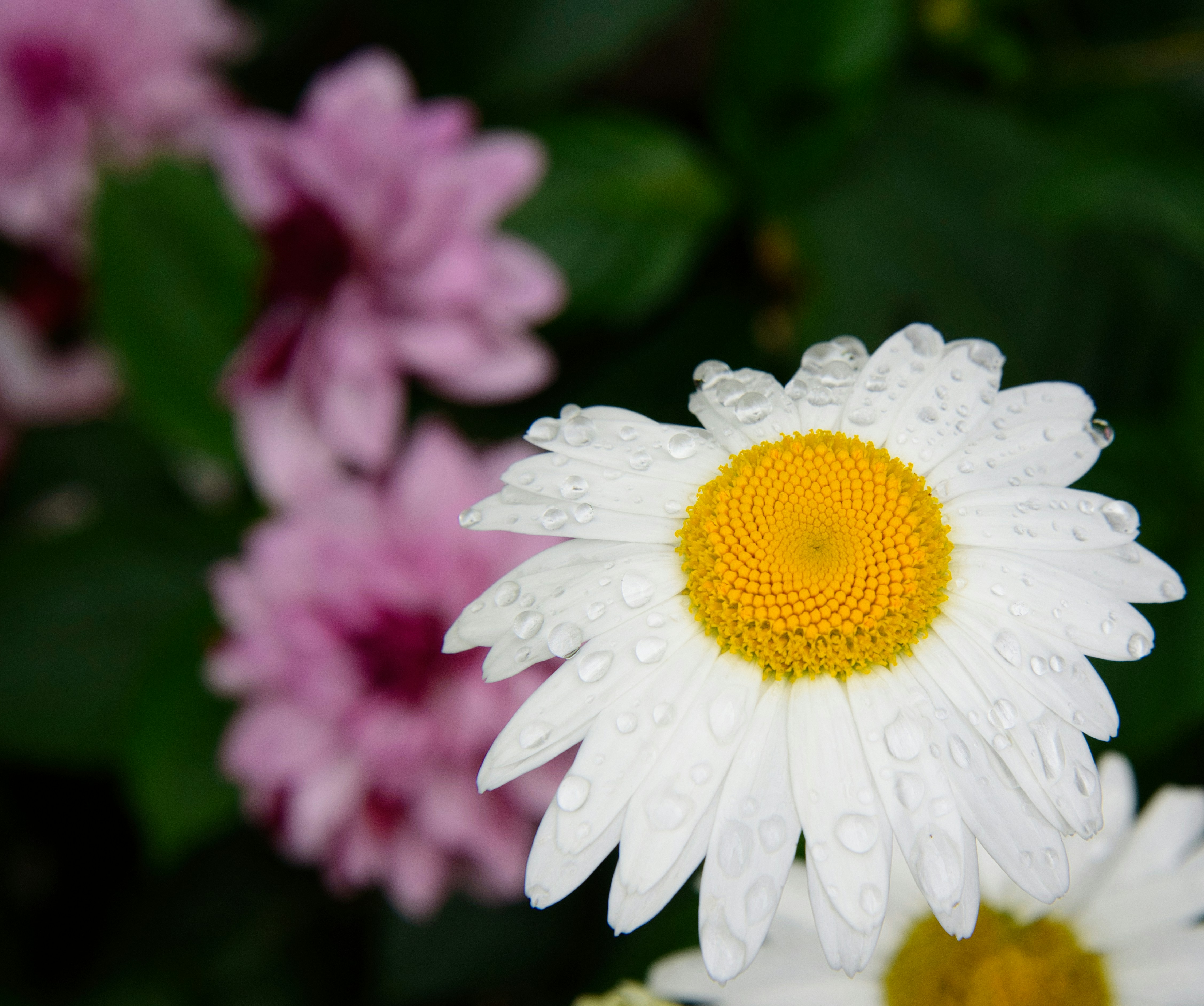 Daisy in Dew: A Corner-Soft Focus Bloom with Pink Hues