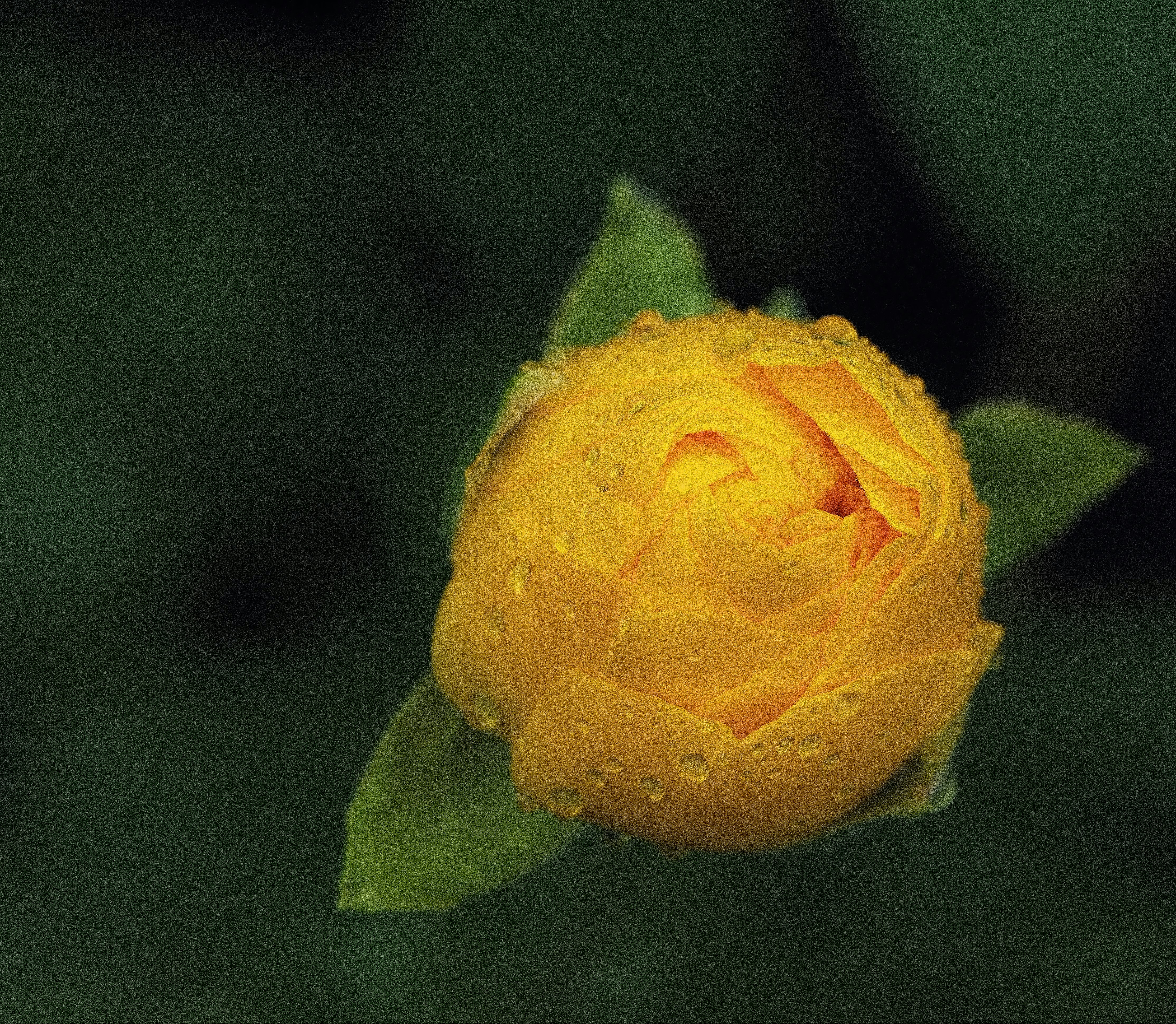 Golden Rosebud in Dew: a close-up of unopened bloom against shadowed foliage