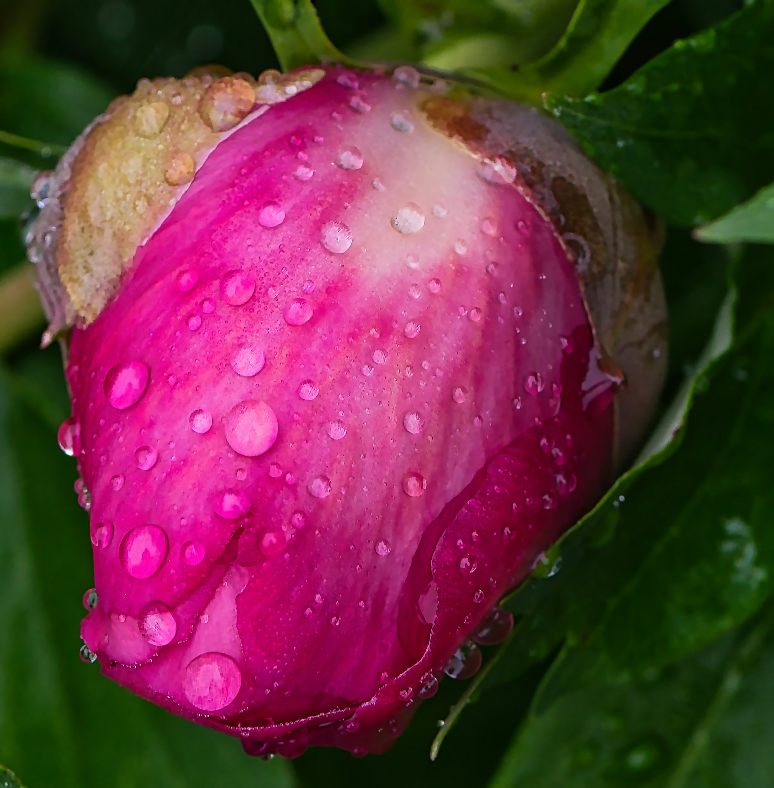 Pink Petal Pearl: A Droplet-Kissed Bud Lifts from the Green