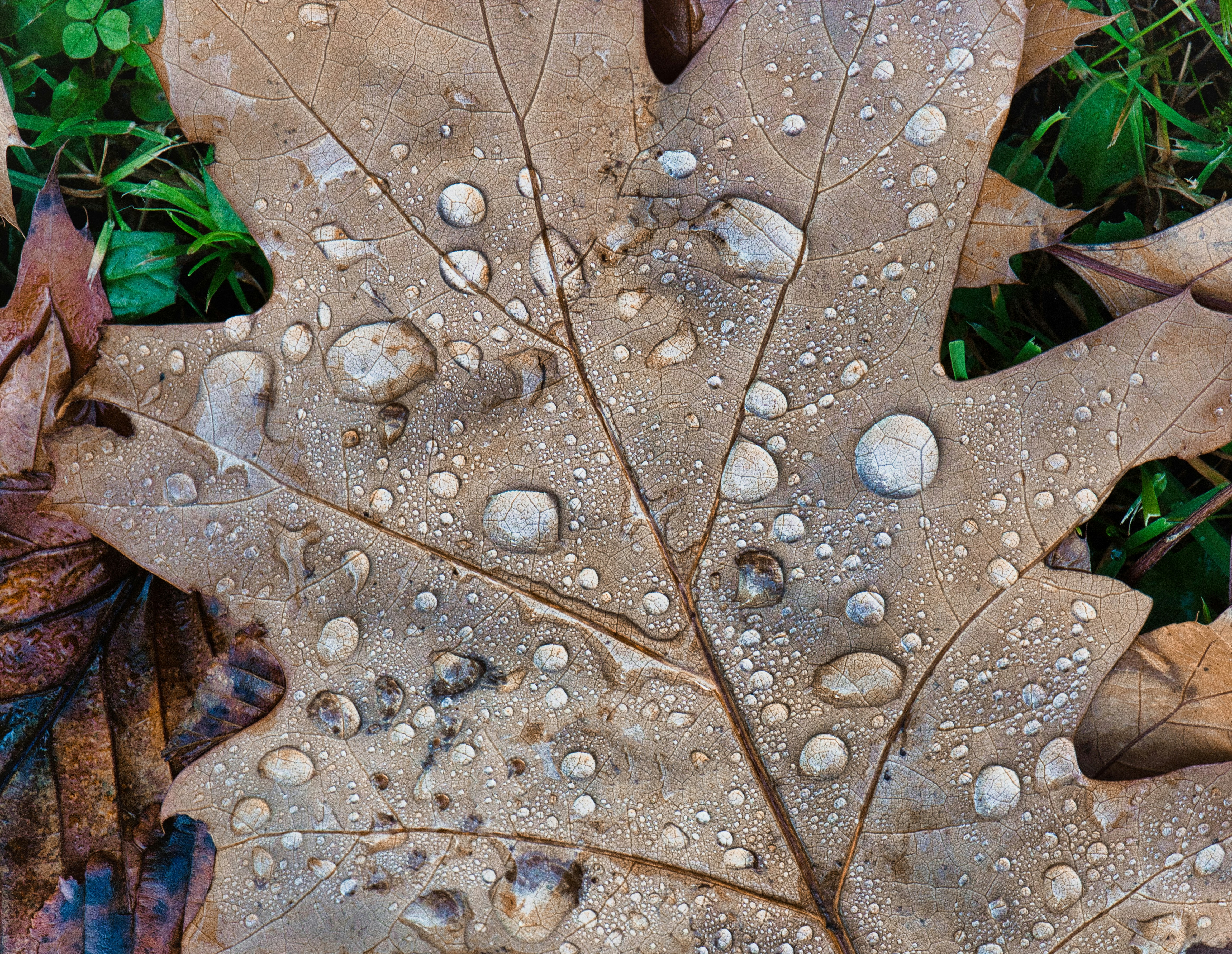 Dew-kissed Oak Leaf: Close-up of Veins and Droplets on Autumn Brown