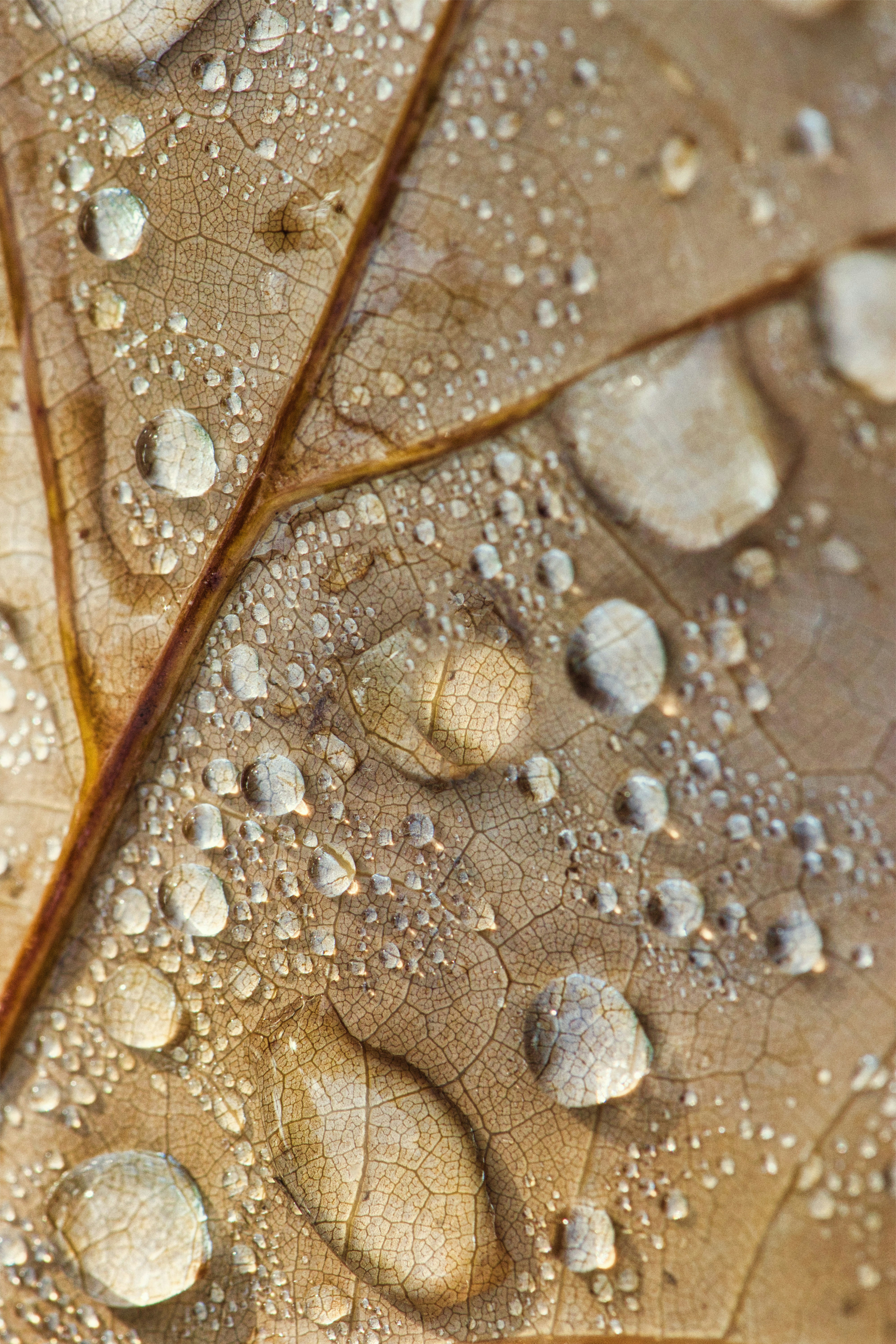 Dew-Kissed Veins: A Macro Portrait of a Leaf's Morning Drops