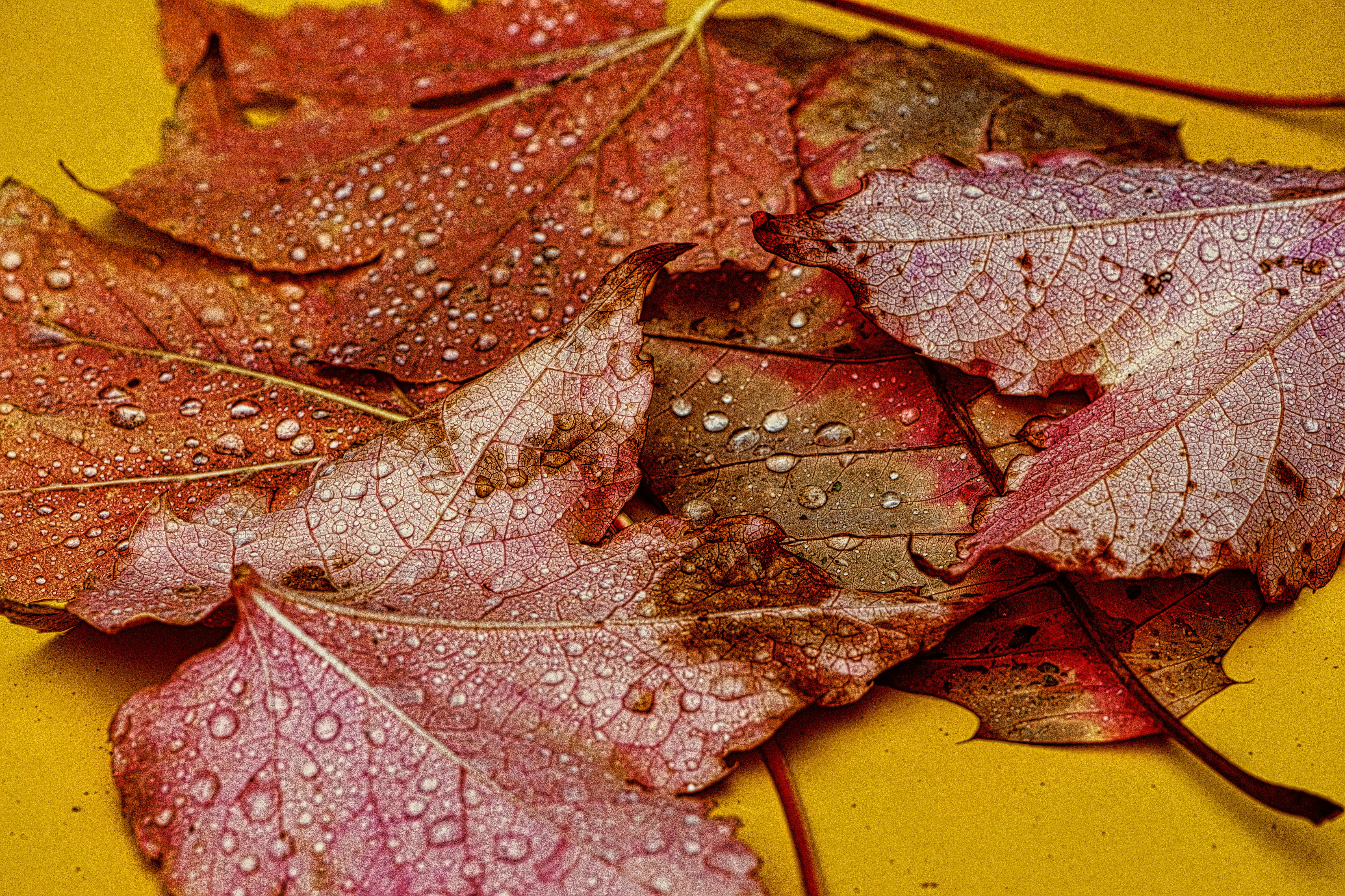 Ruby Leaves on a Bold Yellow Canvas