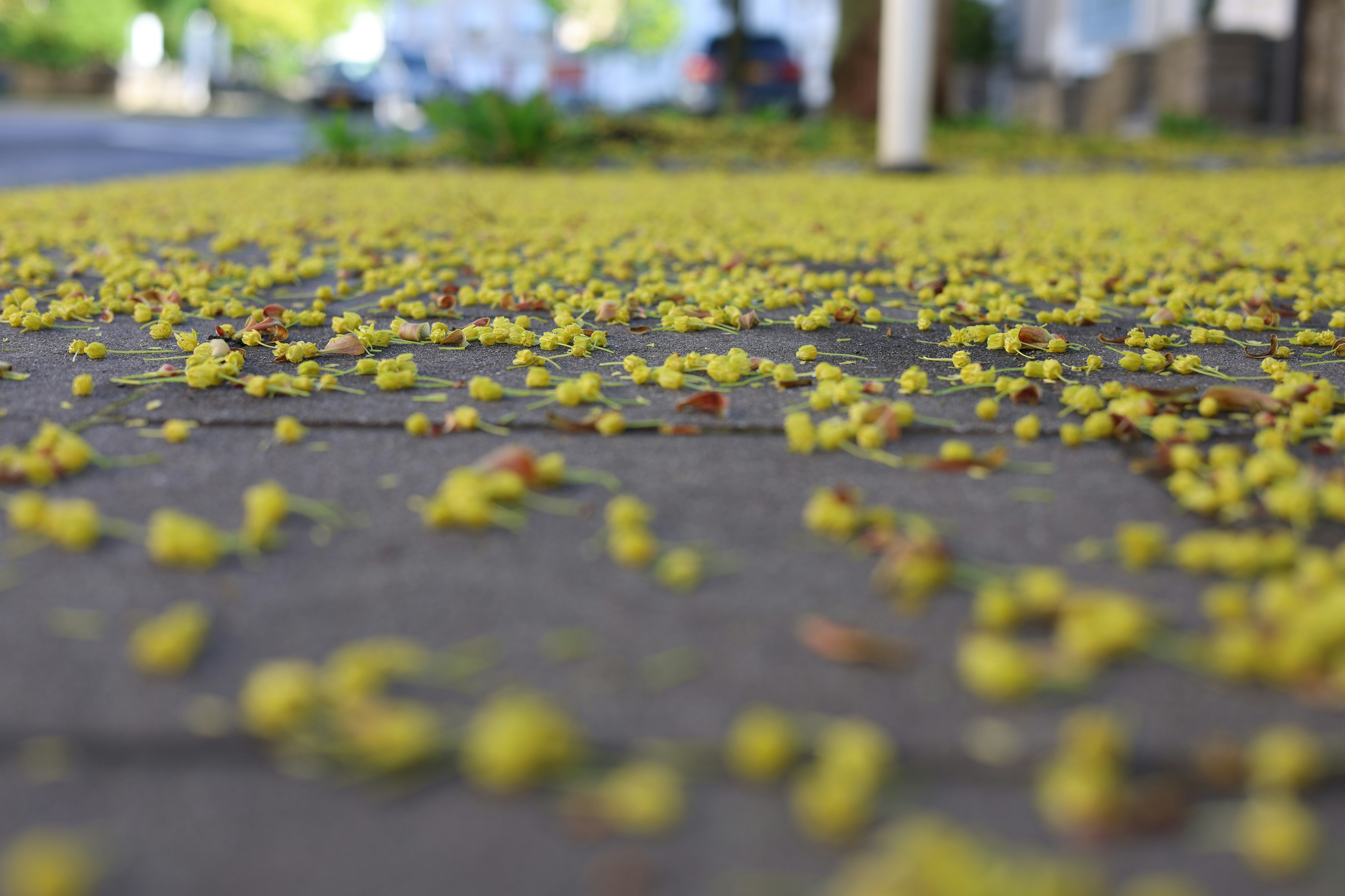 Petal Street: A Blur of Yellow on Cold Concrete