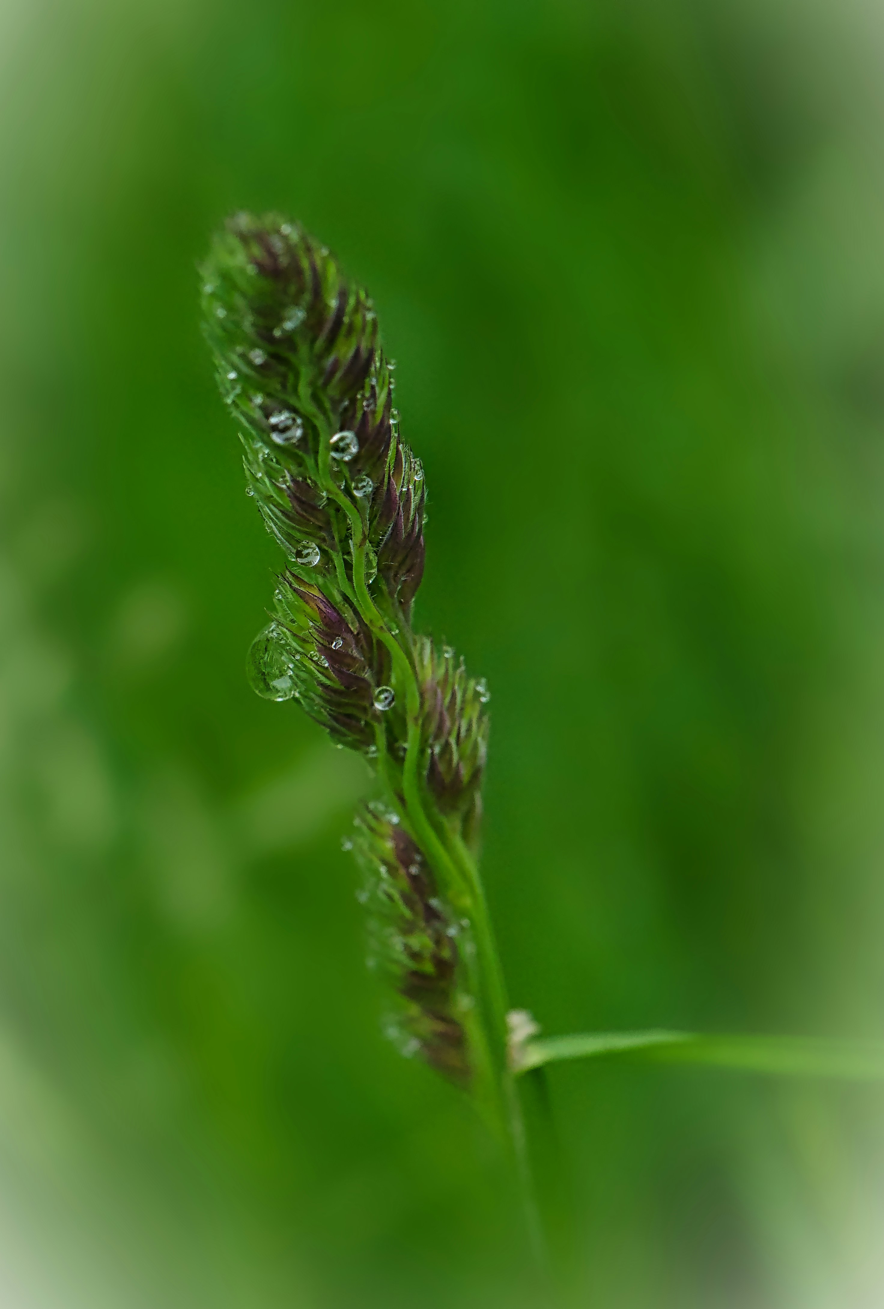 Dew-kissed Grass Spike Reaching Through a Dreamy Green Velvet