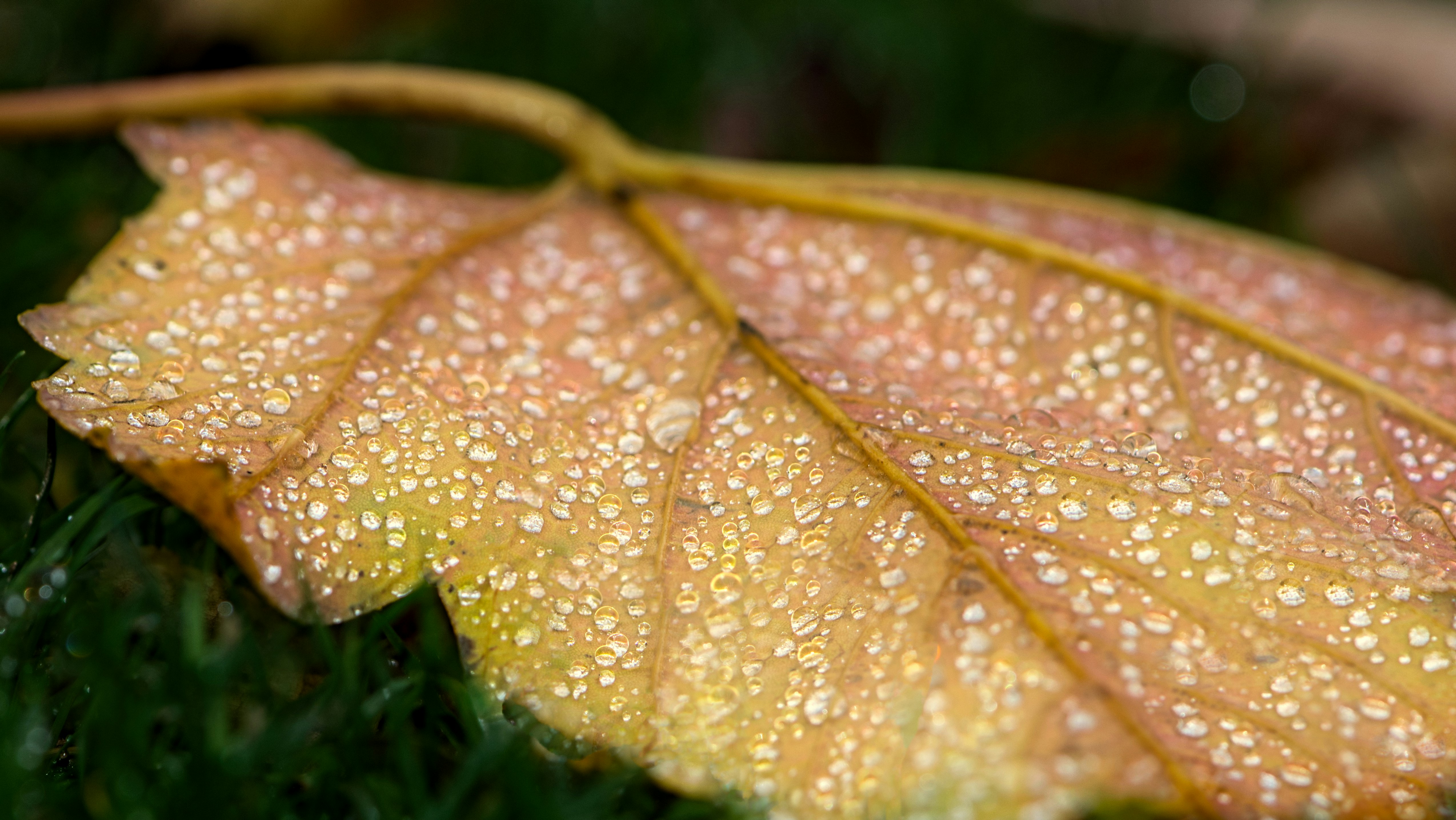 Dew-kissed Autumn Leaf: Close-Up of Dawn’s Texture