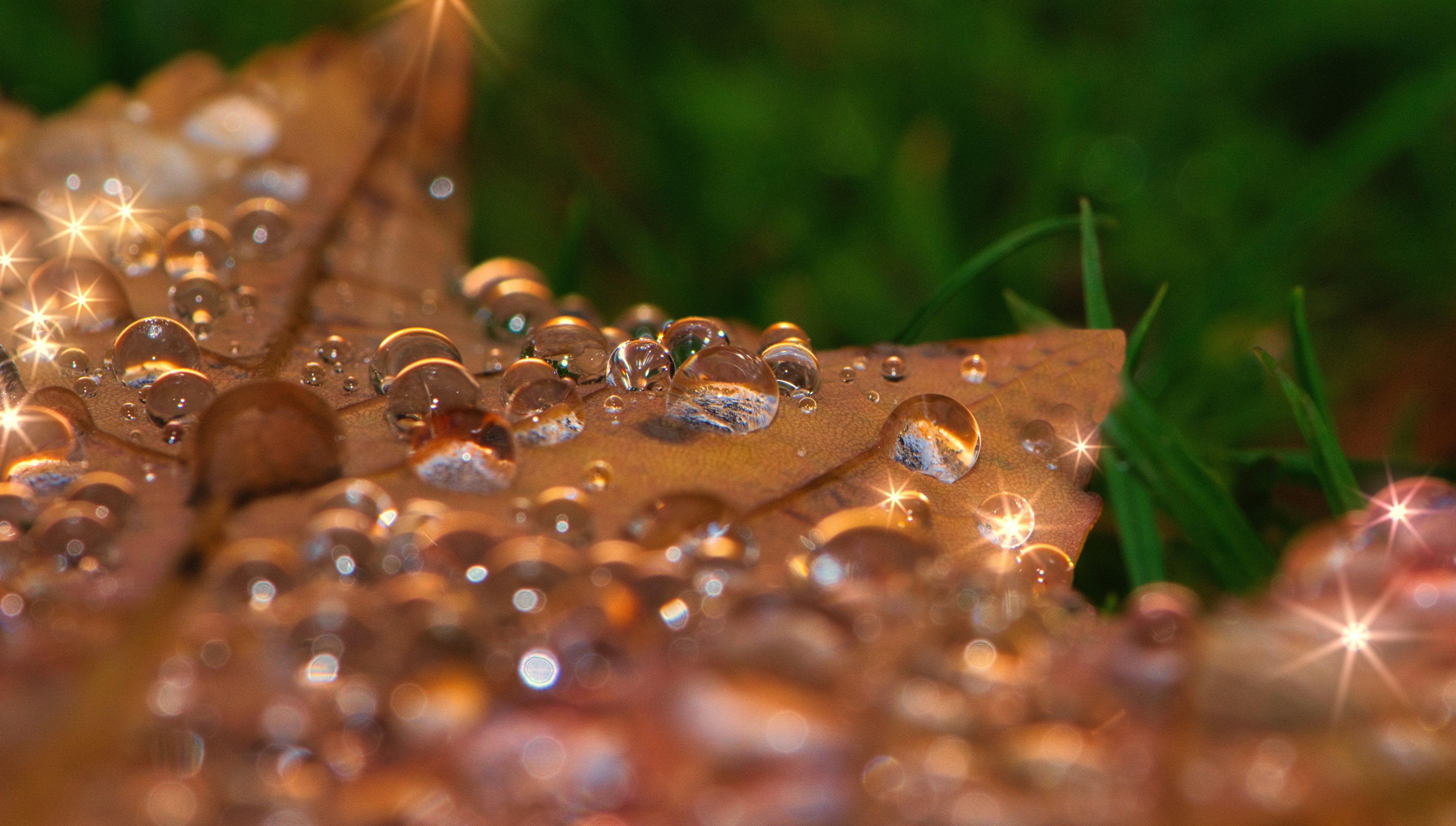 Dew-Covered Oak Leaf Petals Reflect Tiny Stars