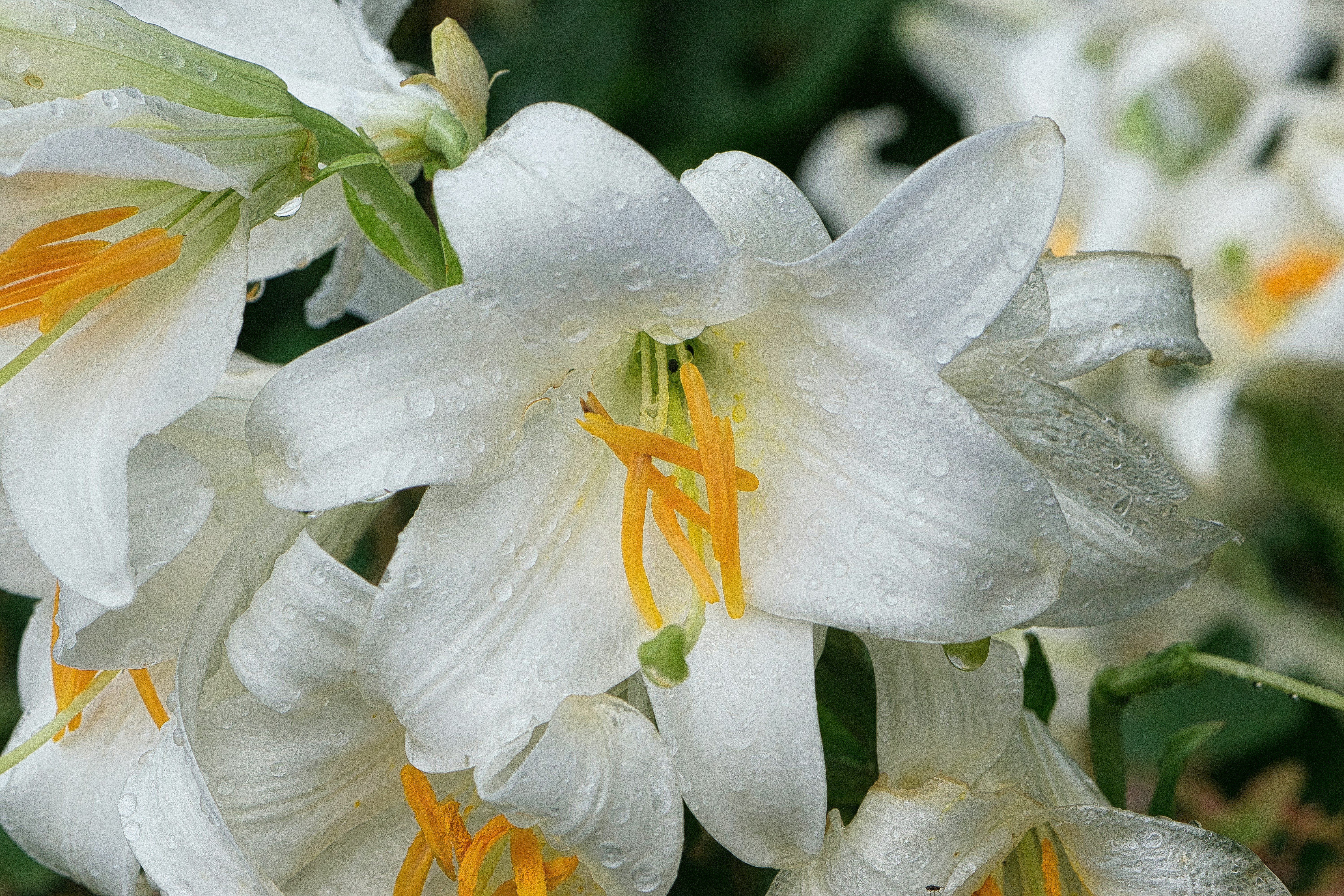 White Lily Petals with Golden Stamen Amid Fresh Dew