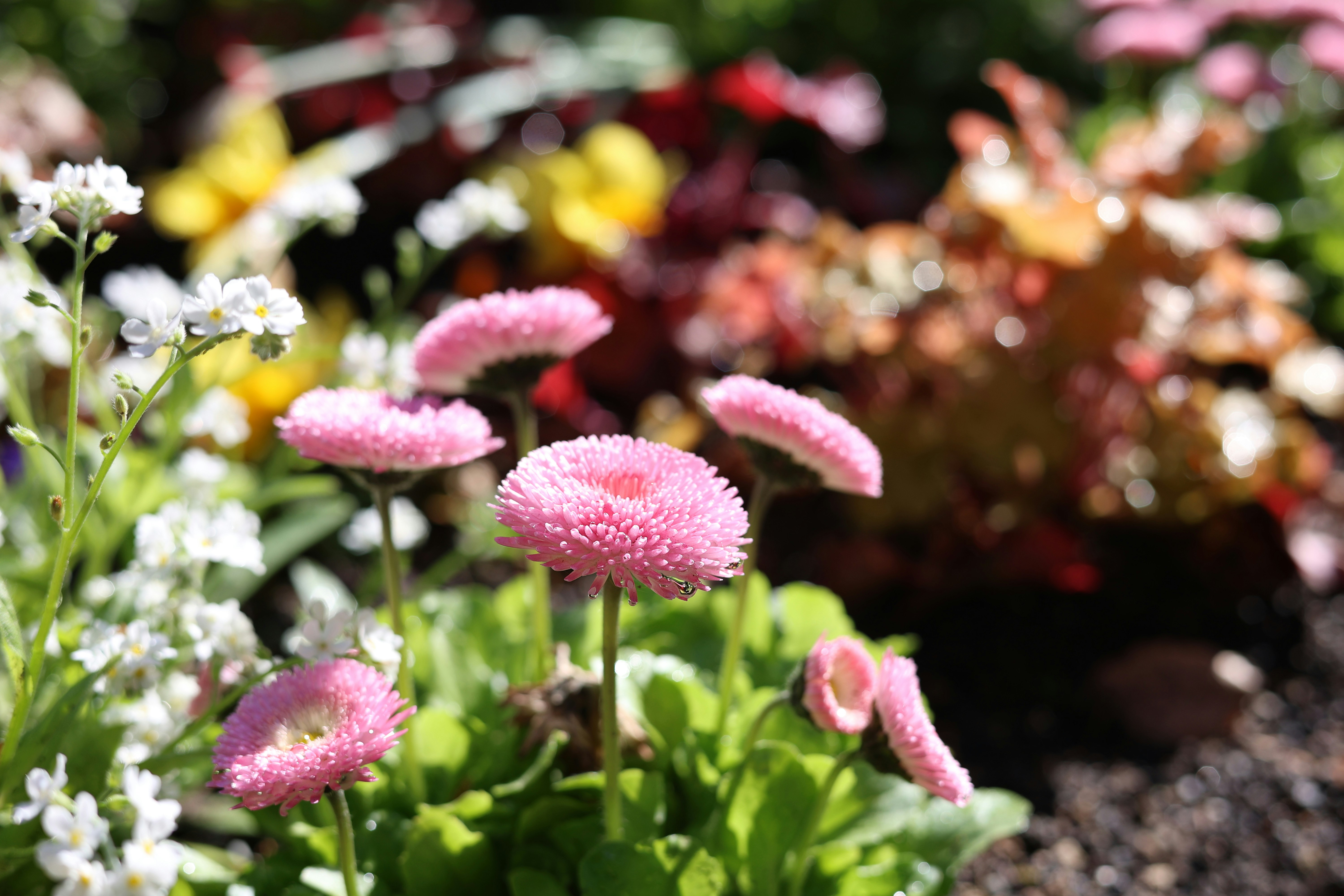 Pink pompon flowers in full sun garden bloom