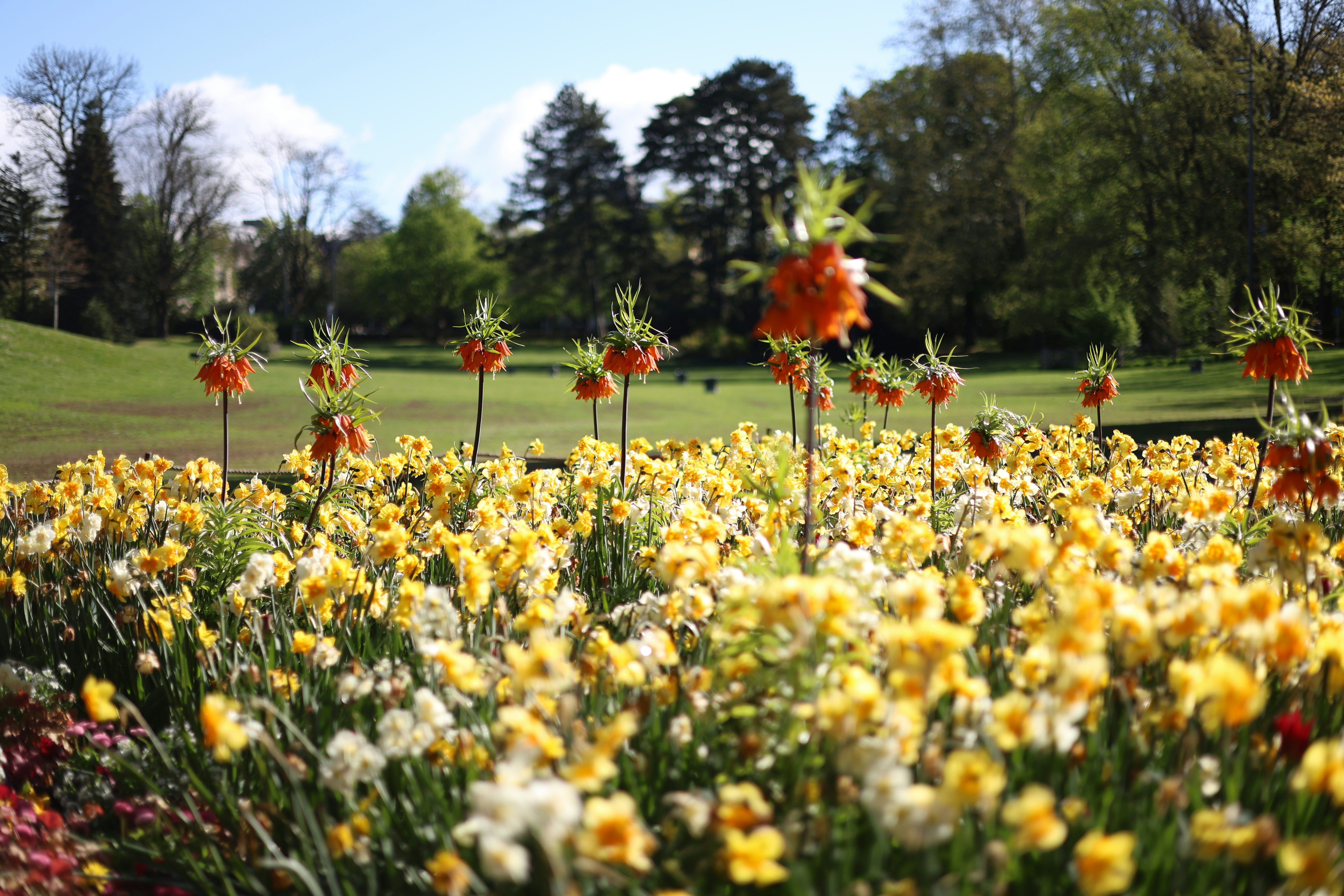 Golden Daffodils in a Sunlit Park