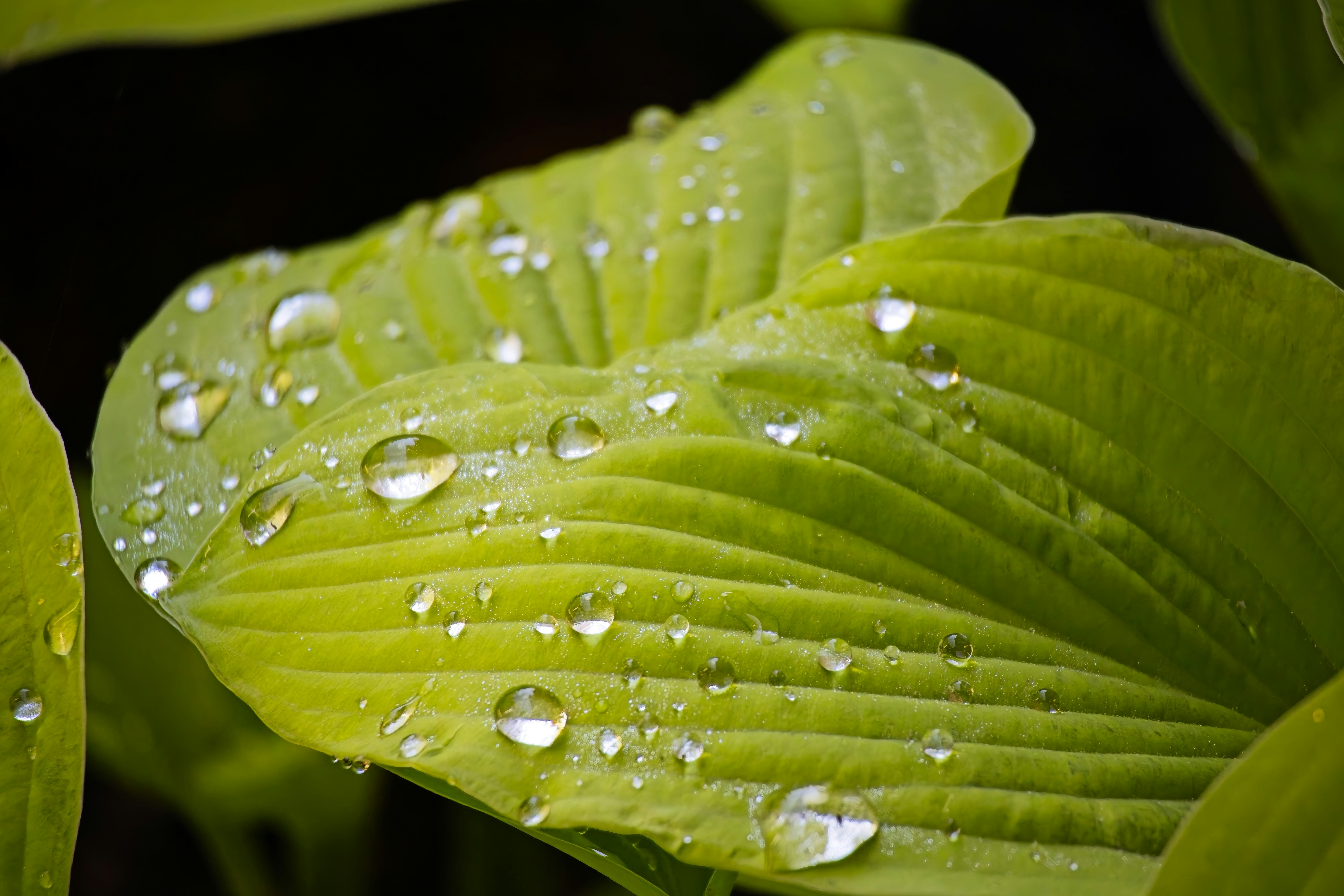 Dew-kissed leaf ribs under soft shade