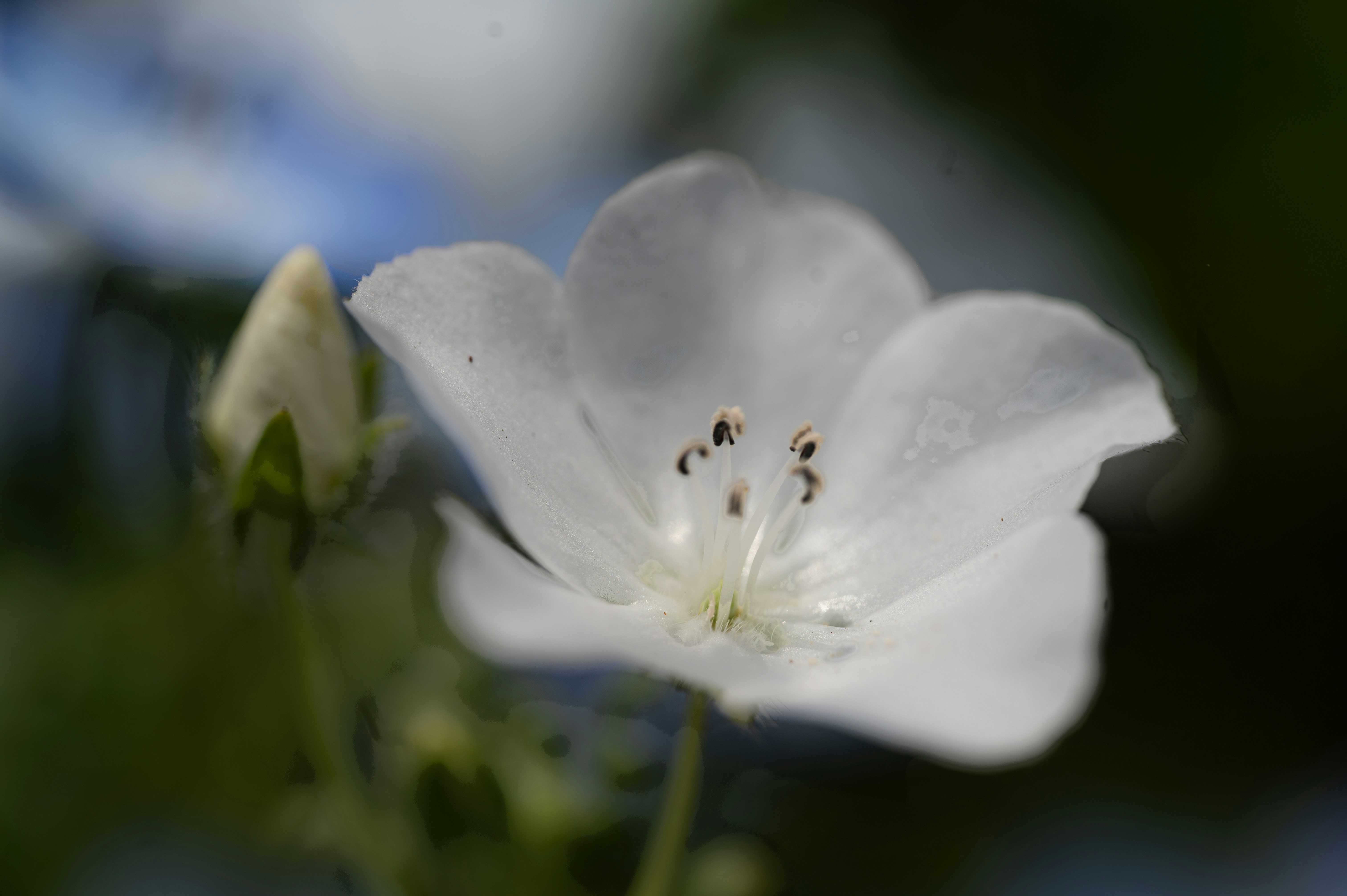 Close-Up Bloom: A White Flower in Soft Focus Shadow
