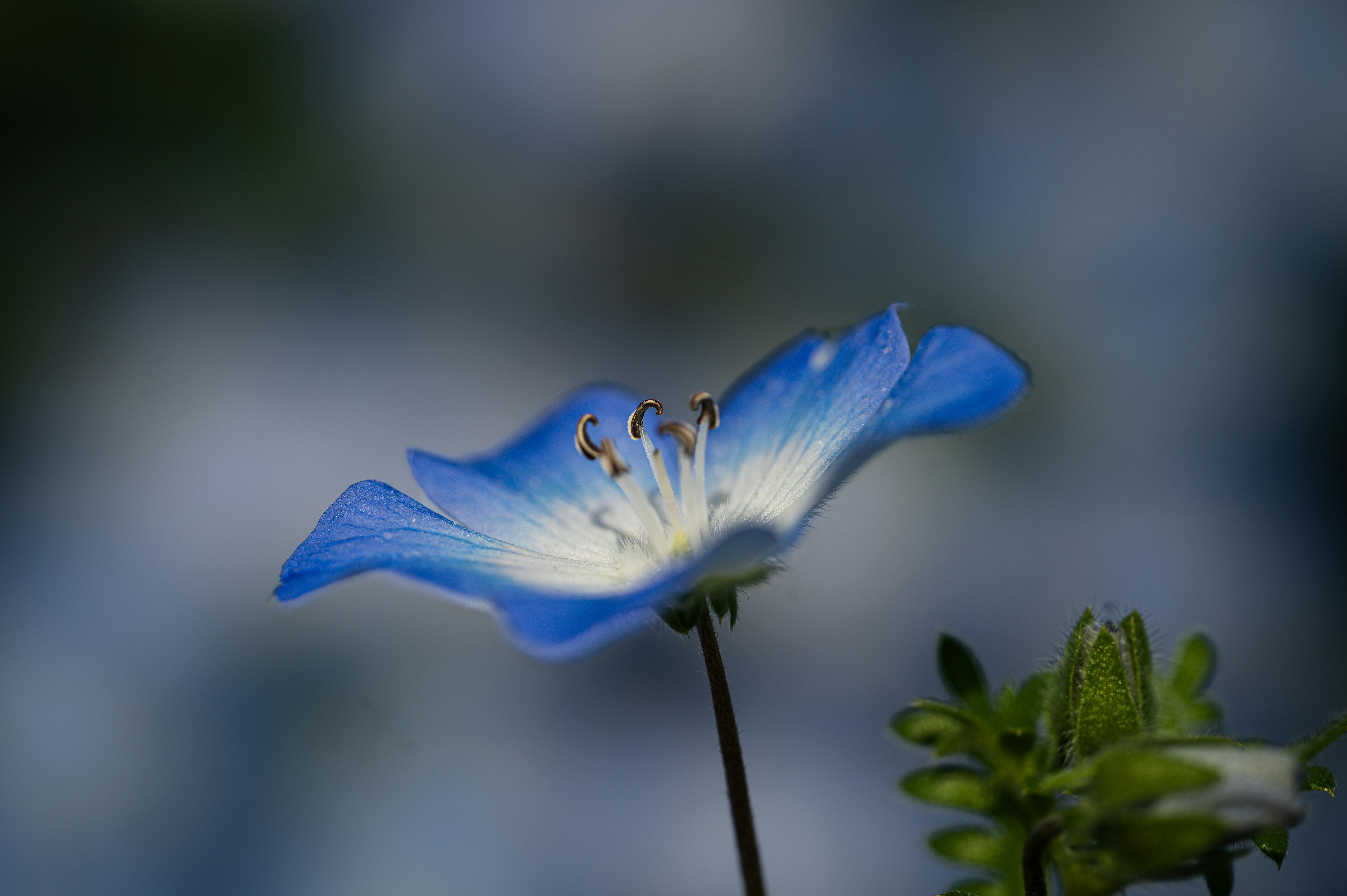 Blue Petal in Focus: A Delicate Bloom against a Blur of Blue