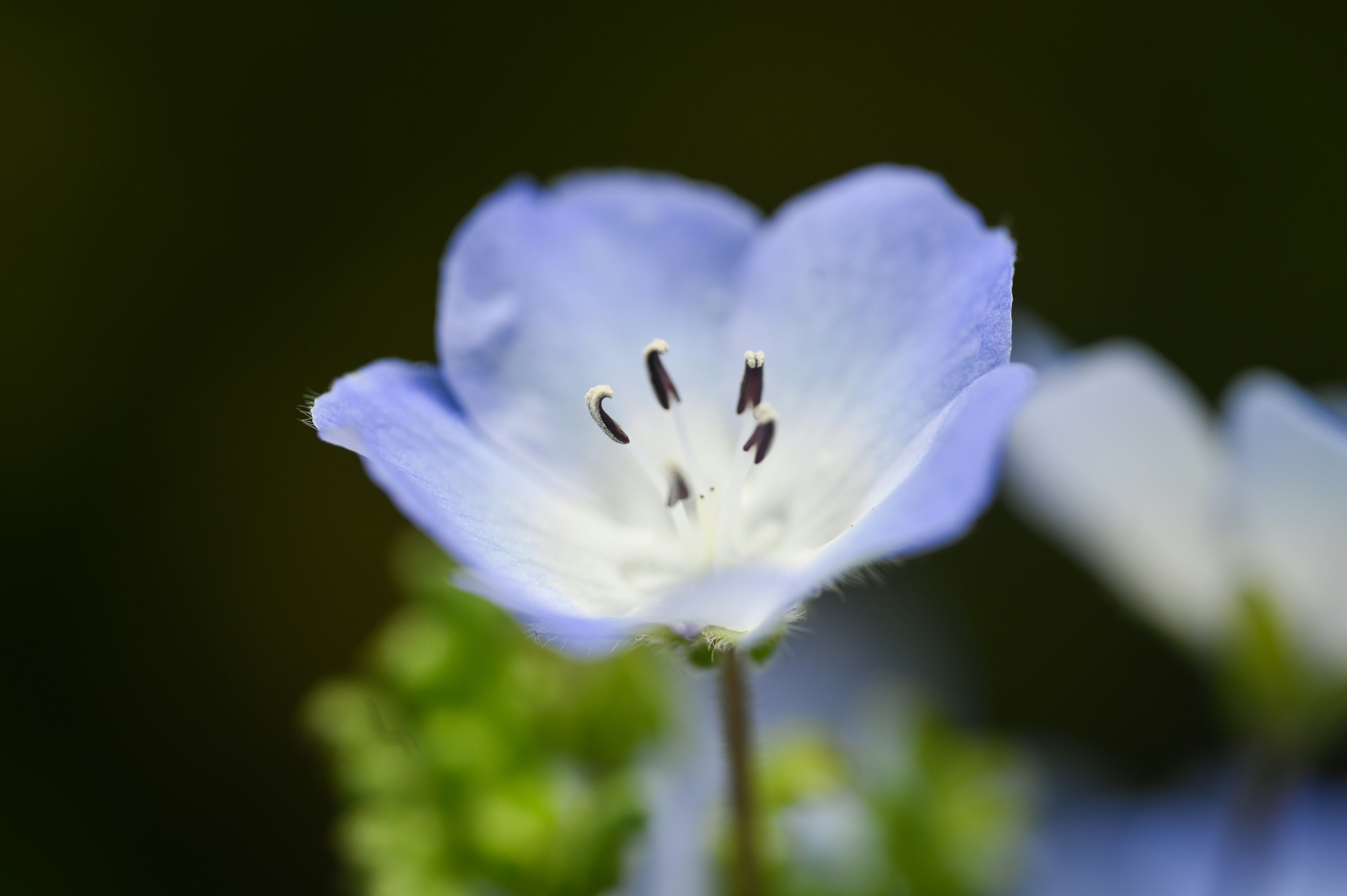 Azure Petal Spotlight: Close-Up of a Delicate Blue Flower
