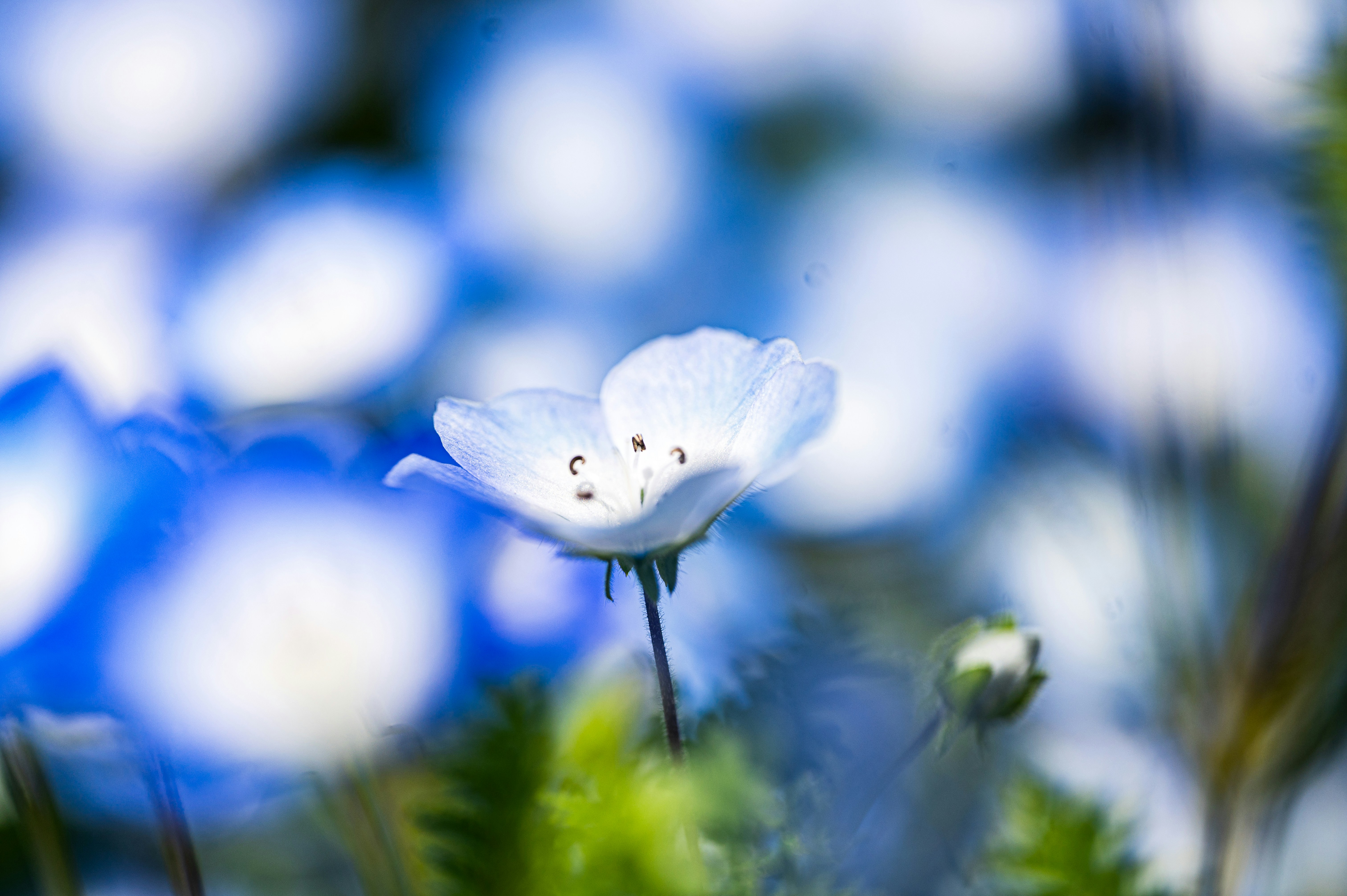 Center Bloom: A solitary white flower in a sea of blue-tinged blooms