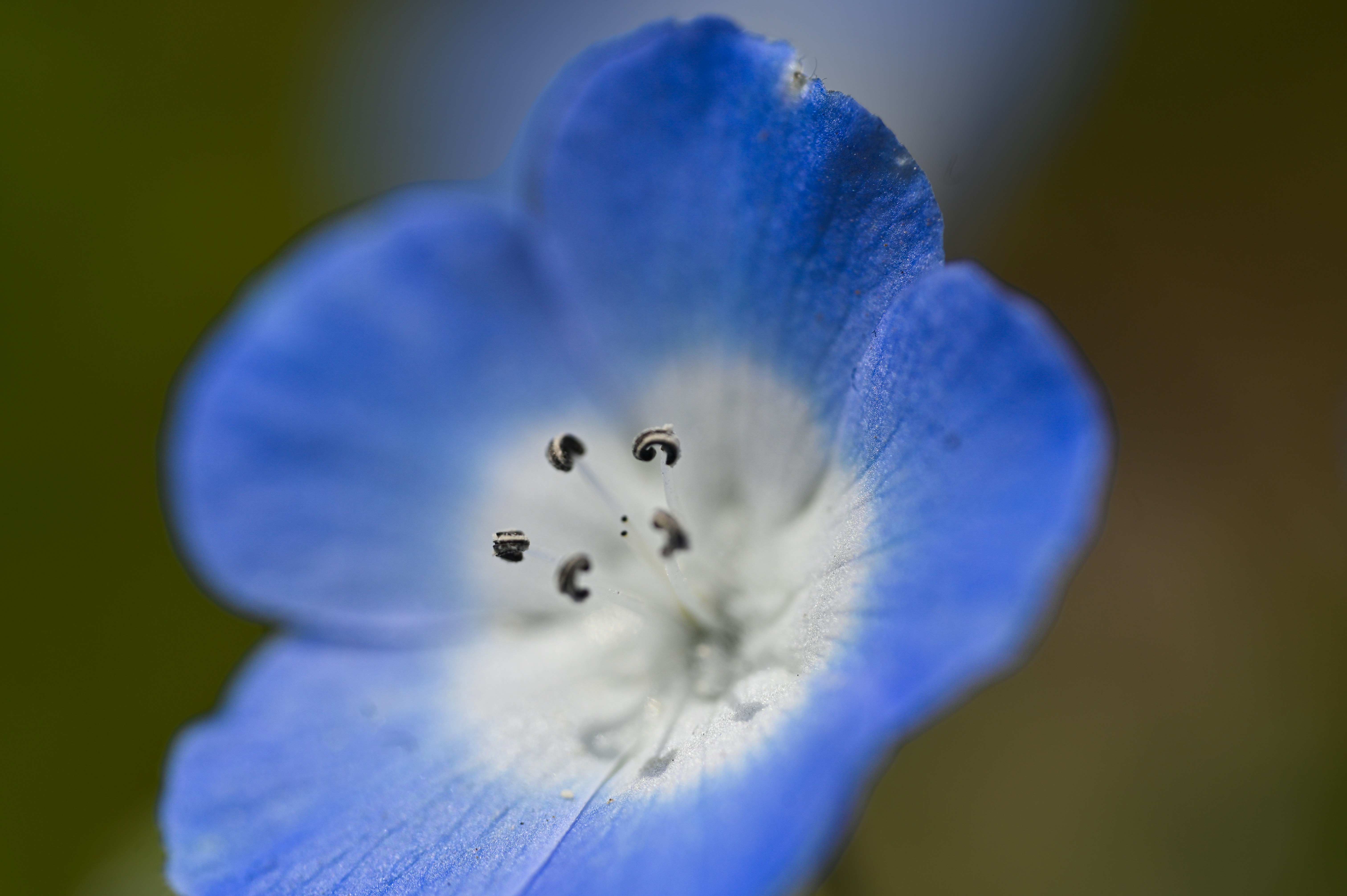Blue Velvet Bloom: A Macro Portrait of a Delicate Evening Glory