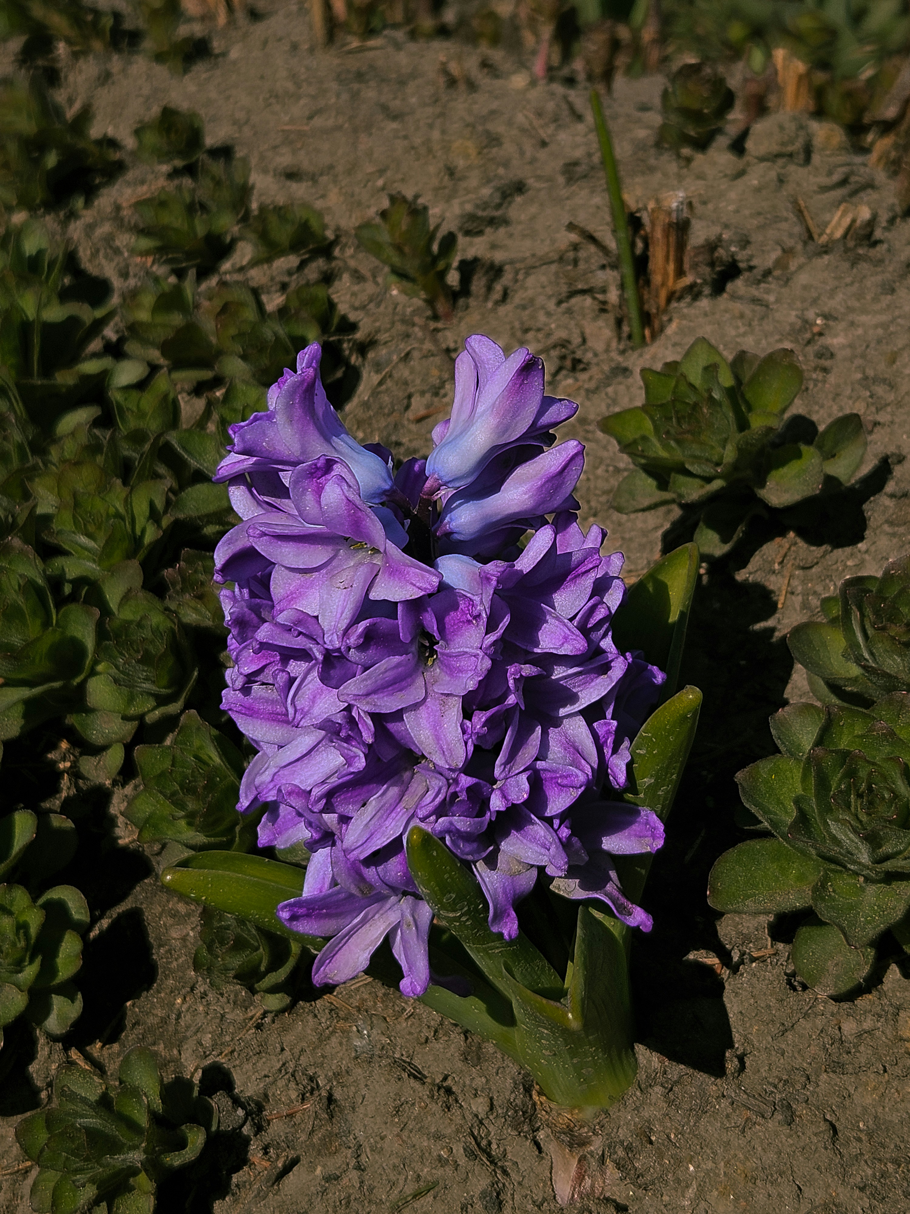 Purple blossom rising from the parched earth
