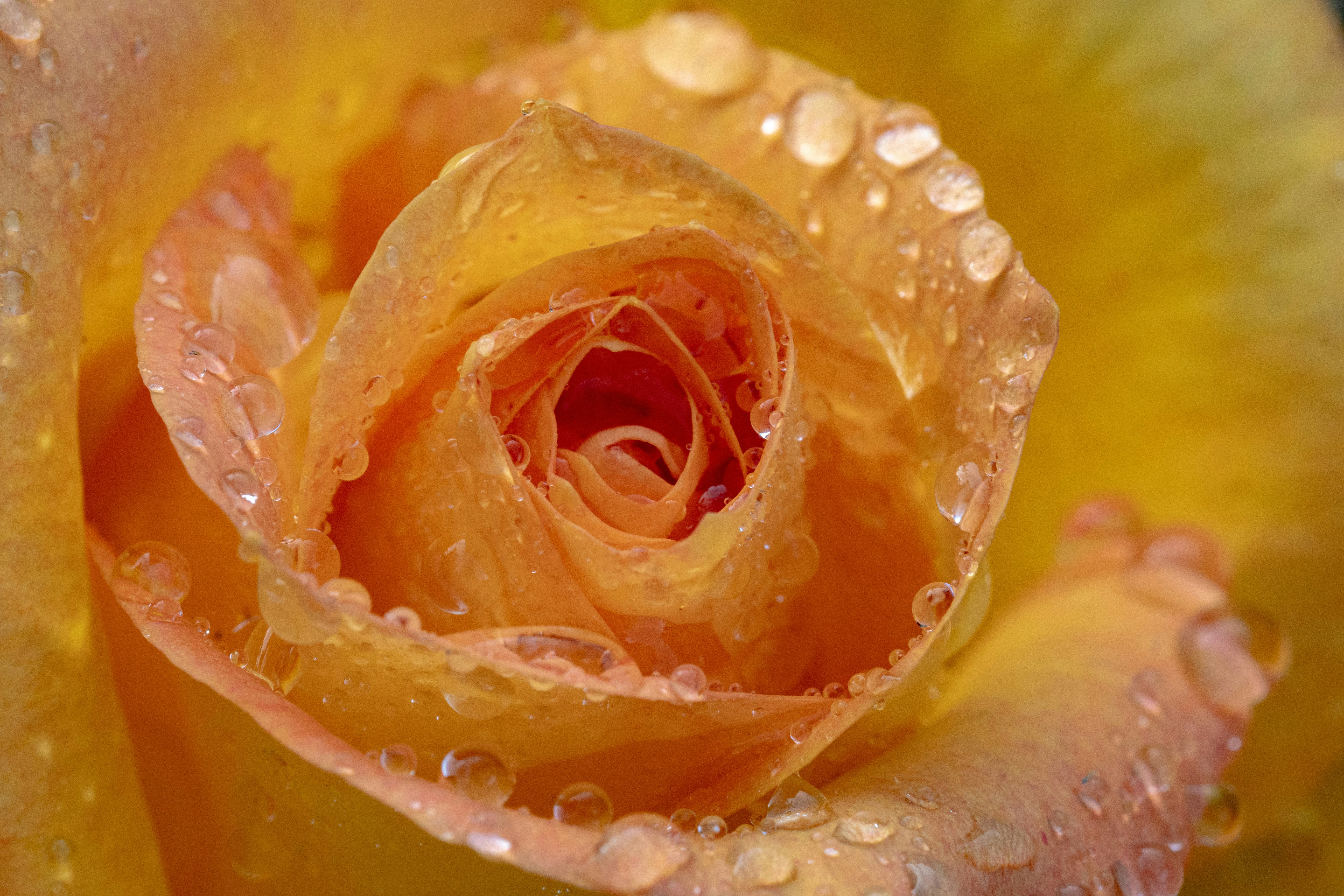 Petal Spiral: a Dew-kissed Rose Centered in Soft Focus Gold