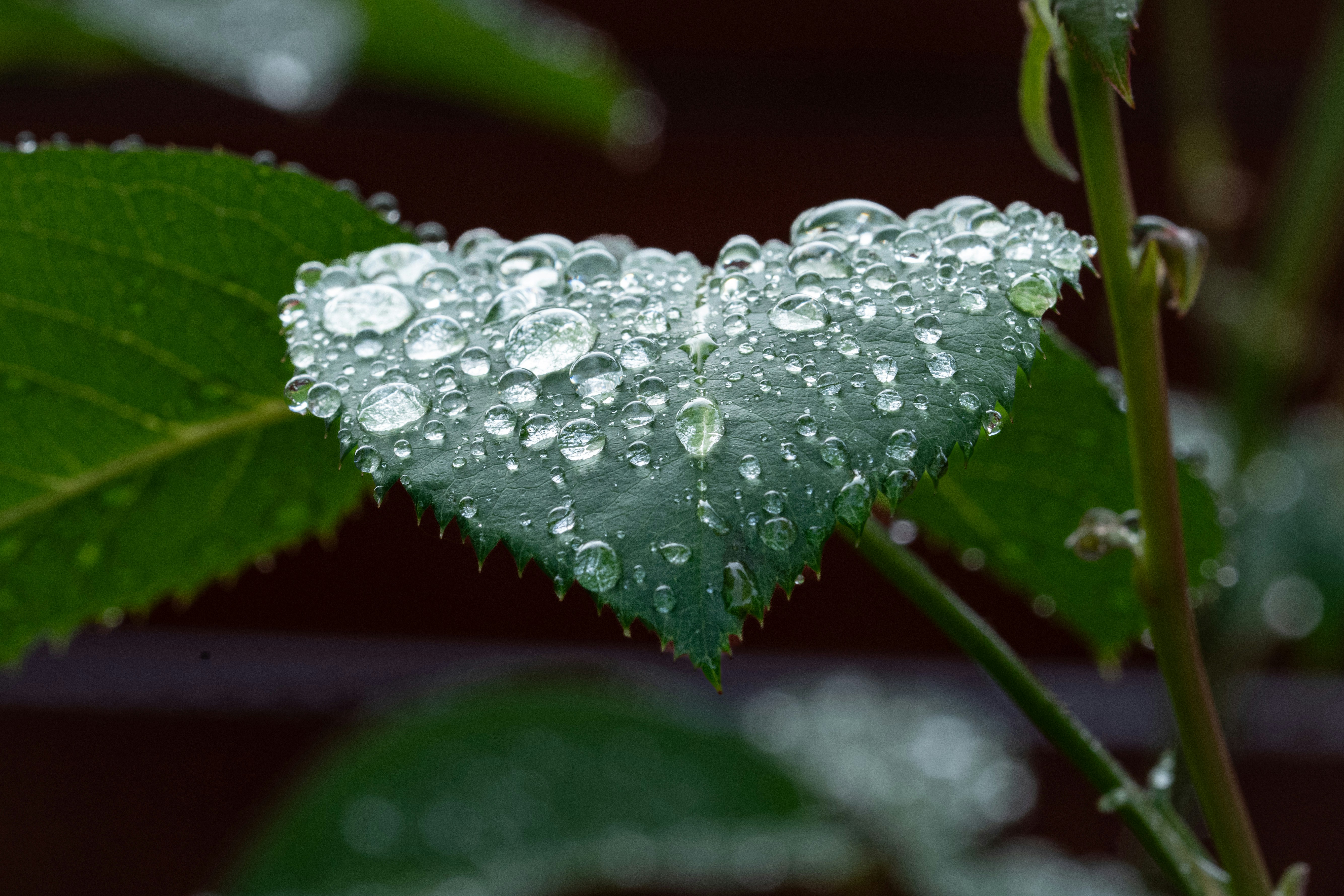 Dew-Cleared Leaf: A Close-Up of Morning Drops