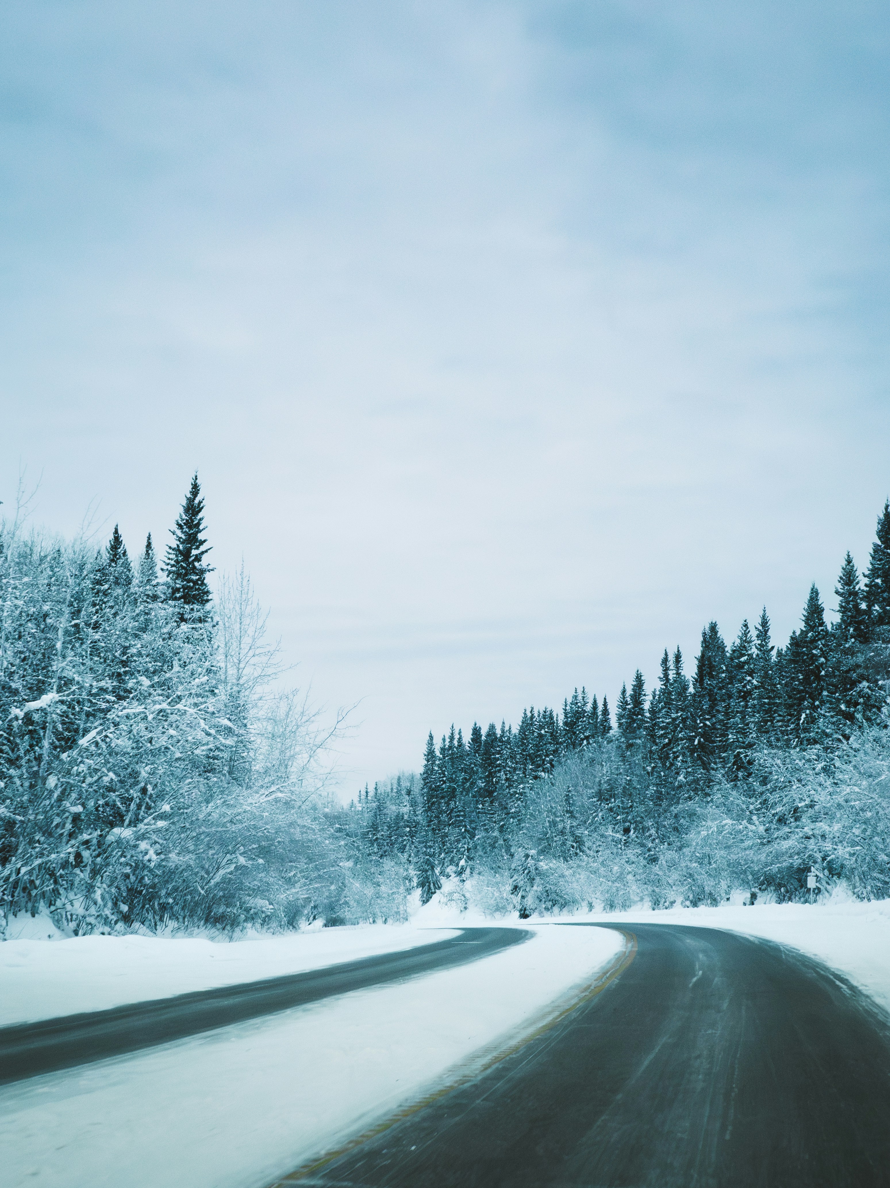 Snowbound Curve: A Winding Road Through Frosted Pines