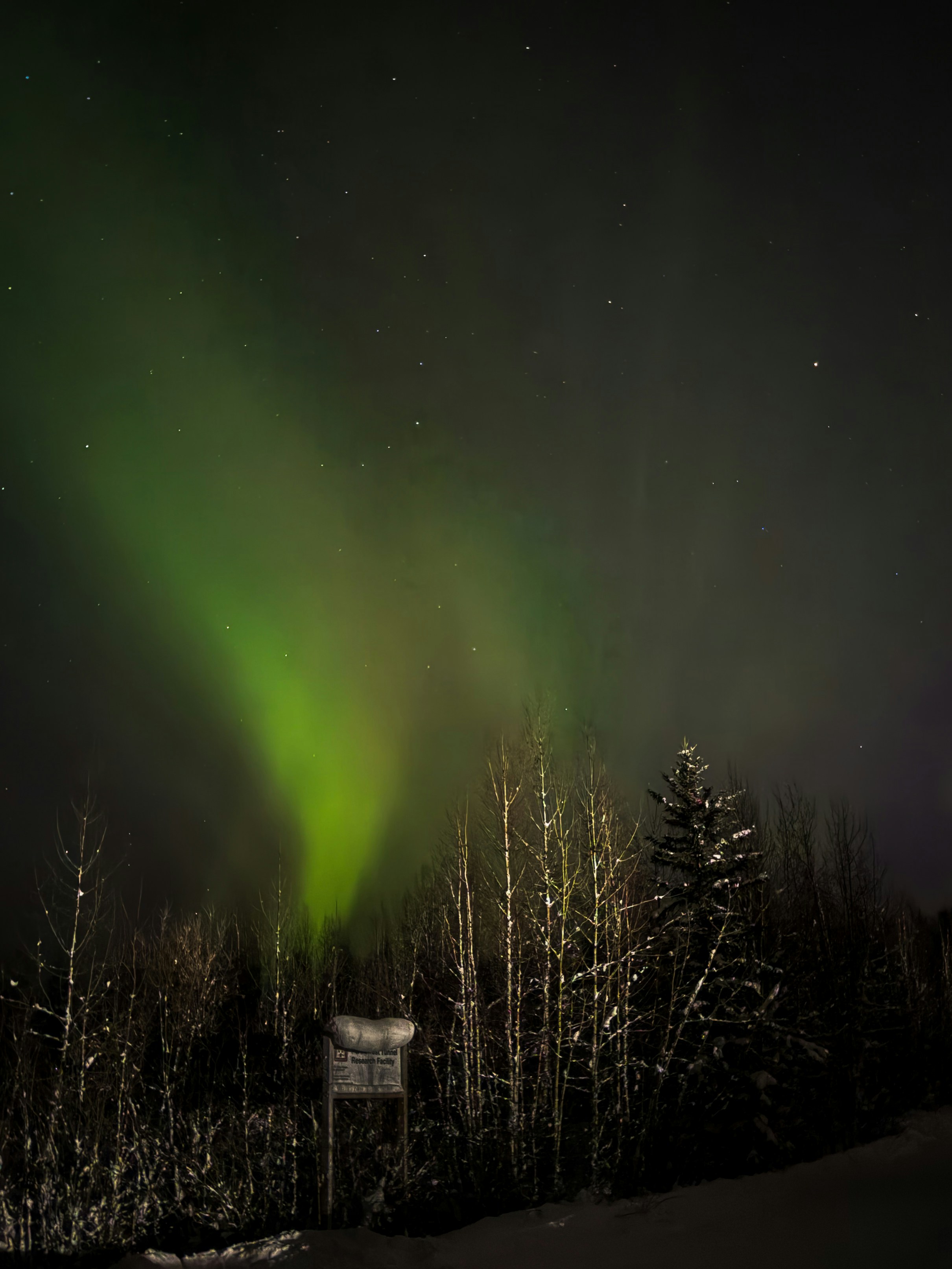 Emerald Veil Over Silent Pines