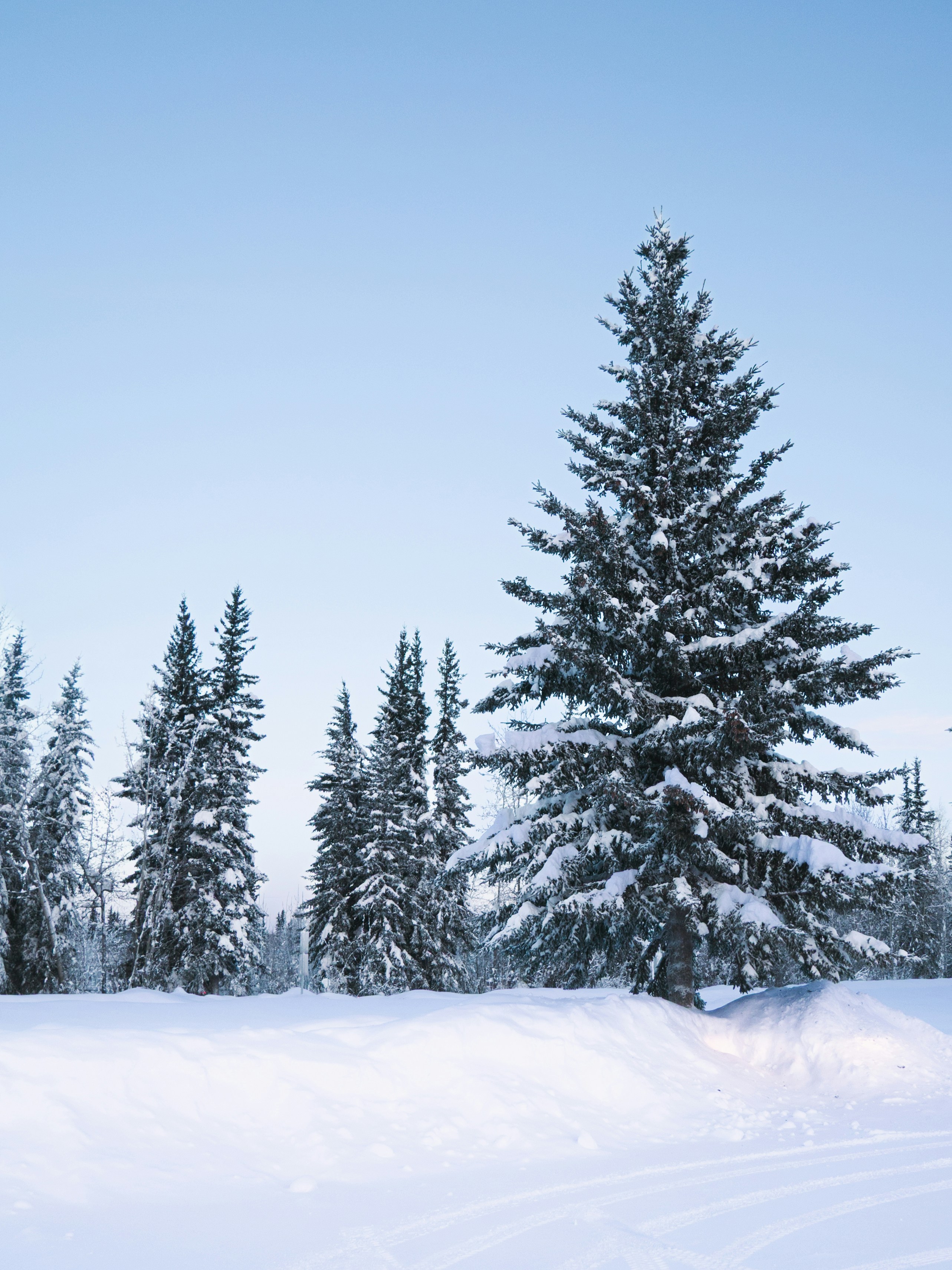 Snowbound Sentinel: A Line of Coniferous Giants Under Pale Winter Light