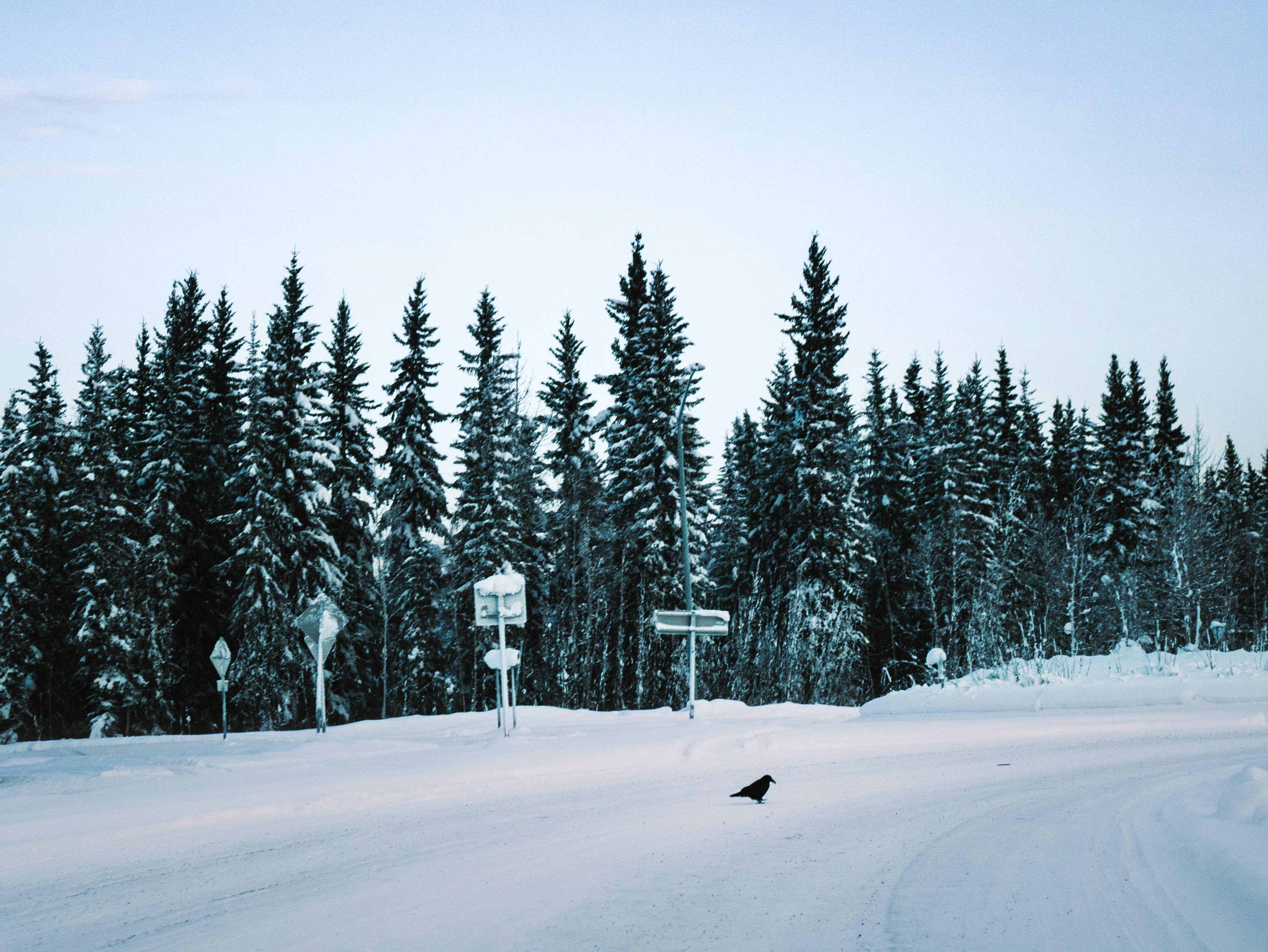 Snowbound Road Beneath a Line of Pines