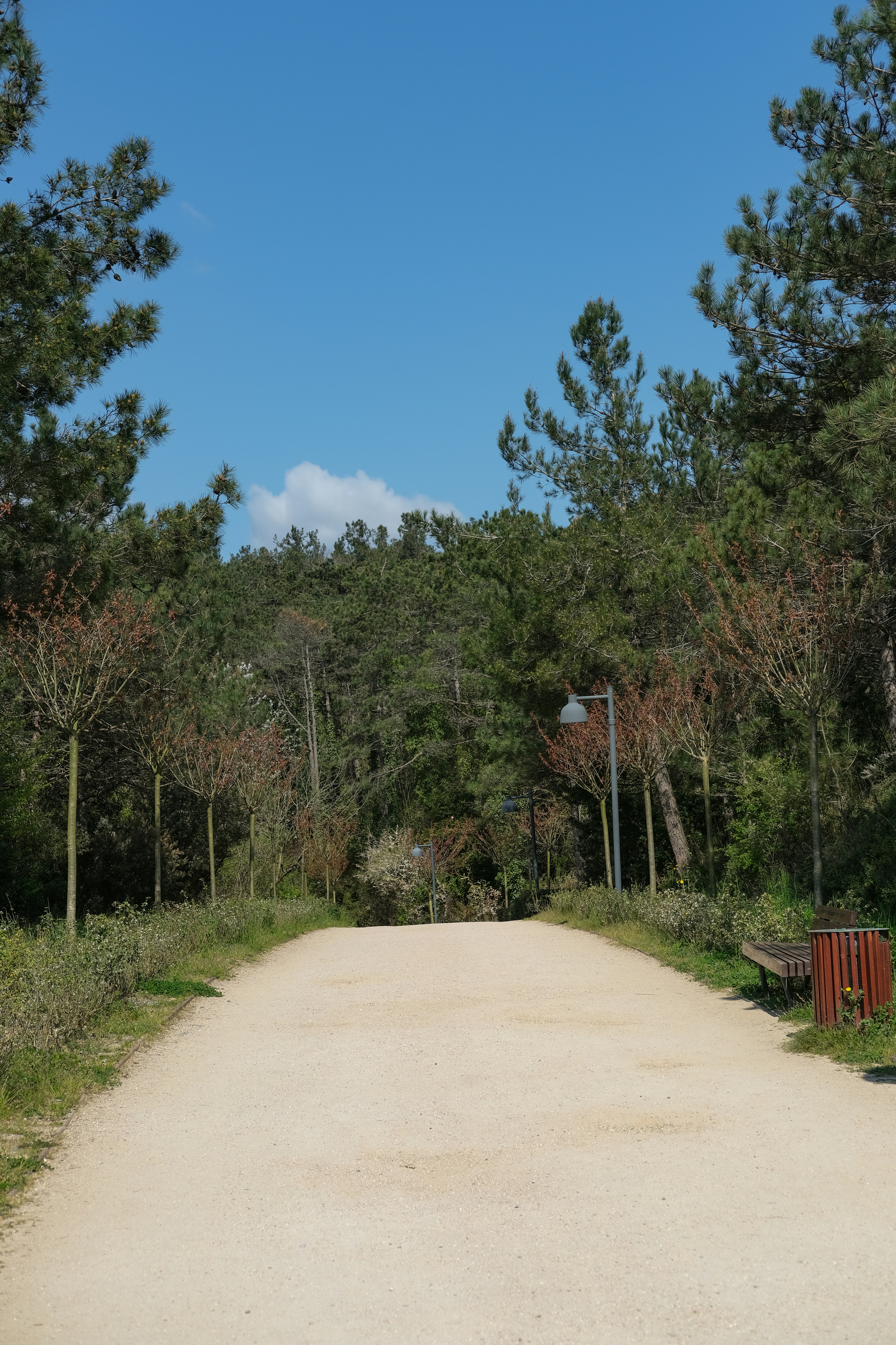 Sunlit Path Through a Quiet Park Corridor