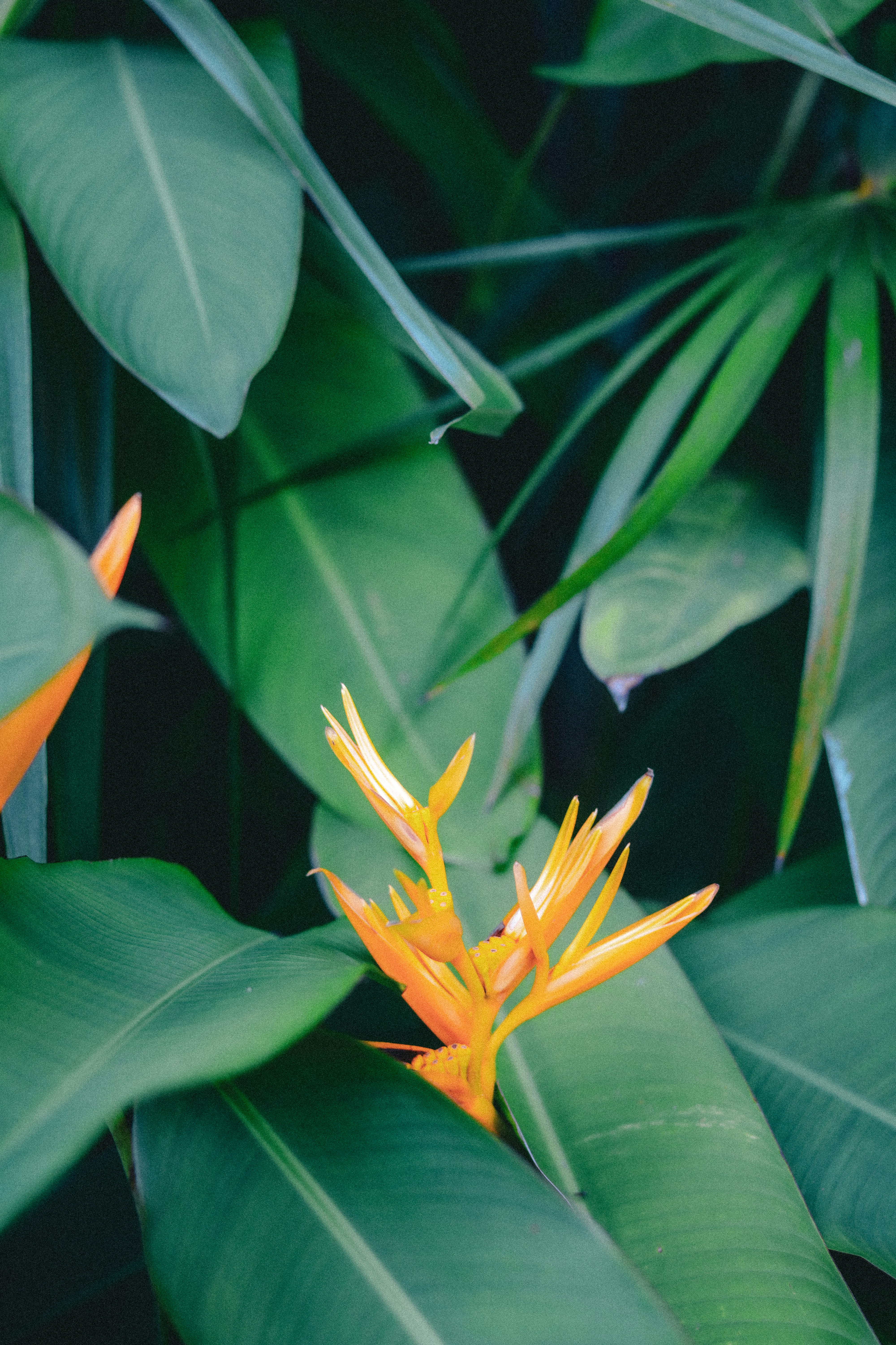 Orange Bird-of-Paradise Burst Amid Broad tropical Leaves