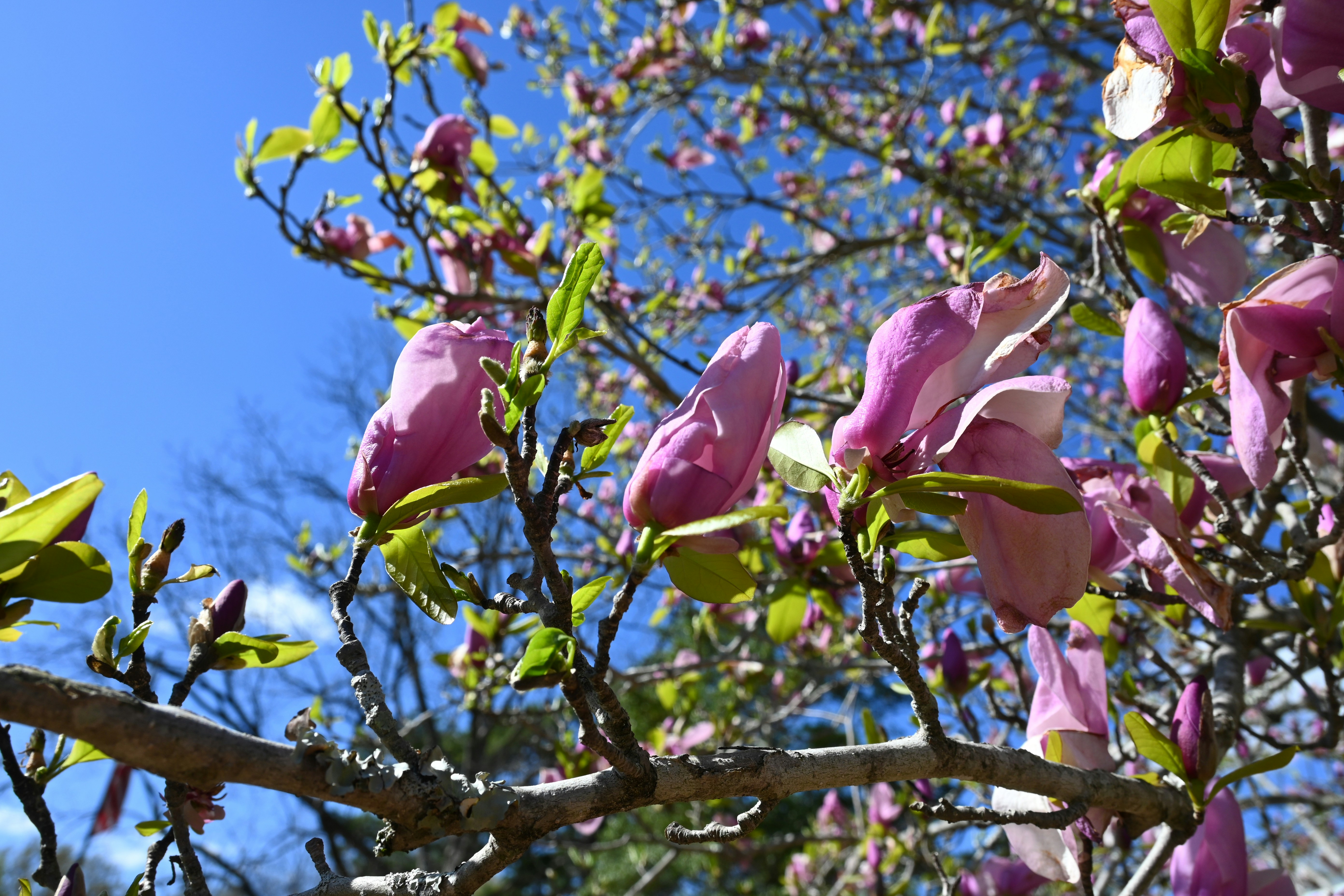 Pink Magnolia Clusters Against a Clearsky: Early Spring Awakening