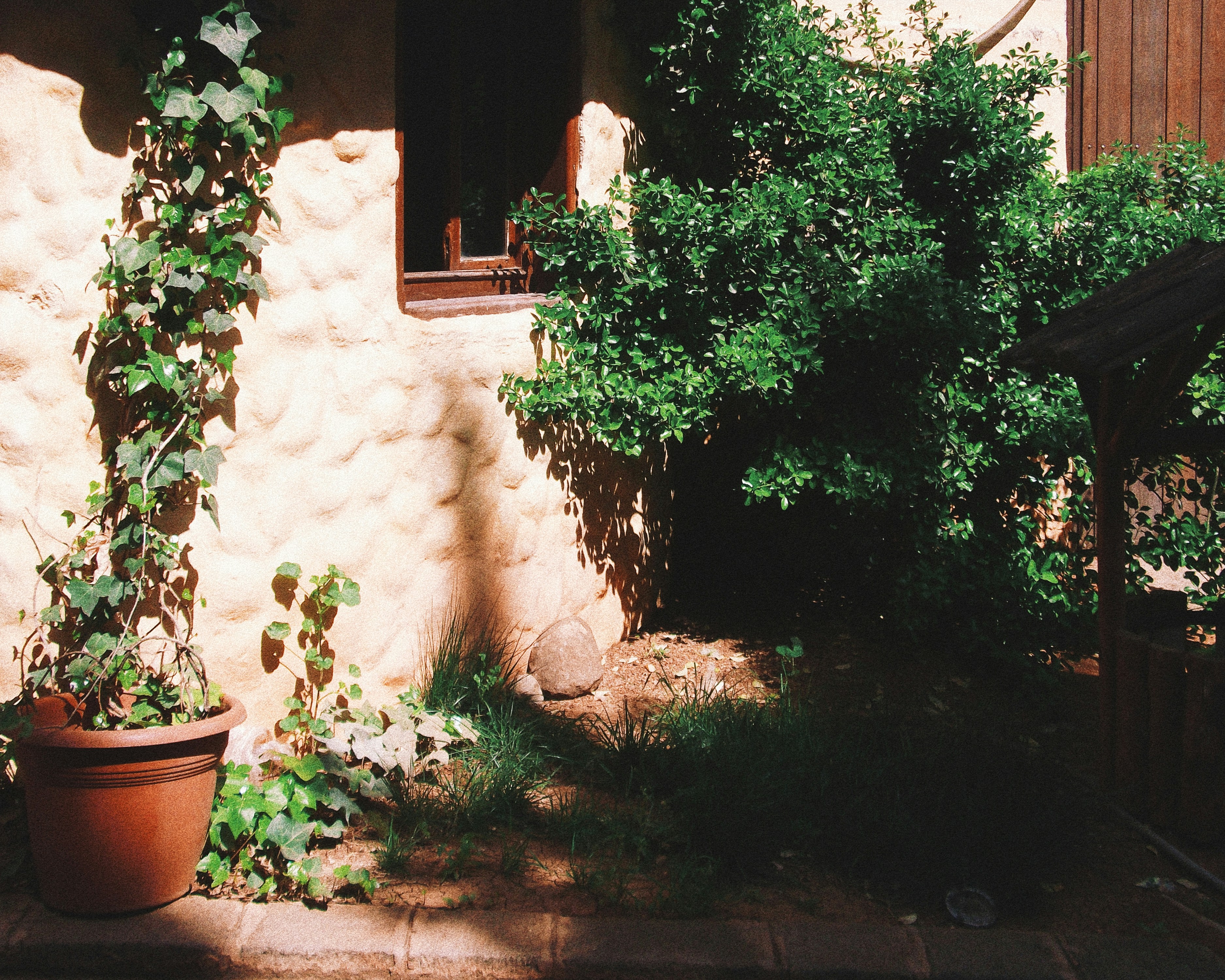 Sunlit adobe courtyard with climbing vines and shadows