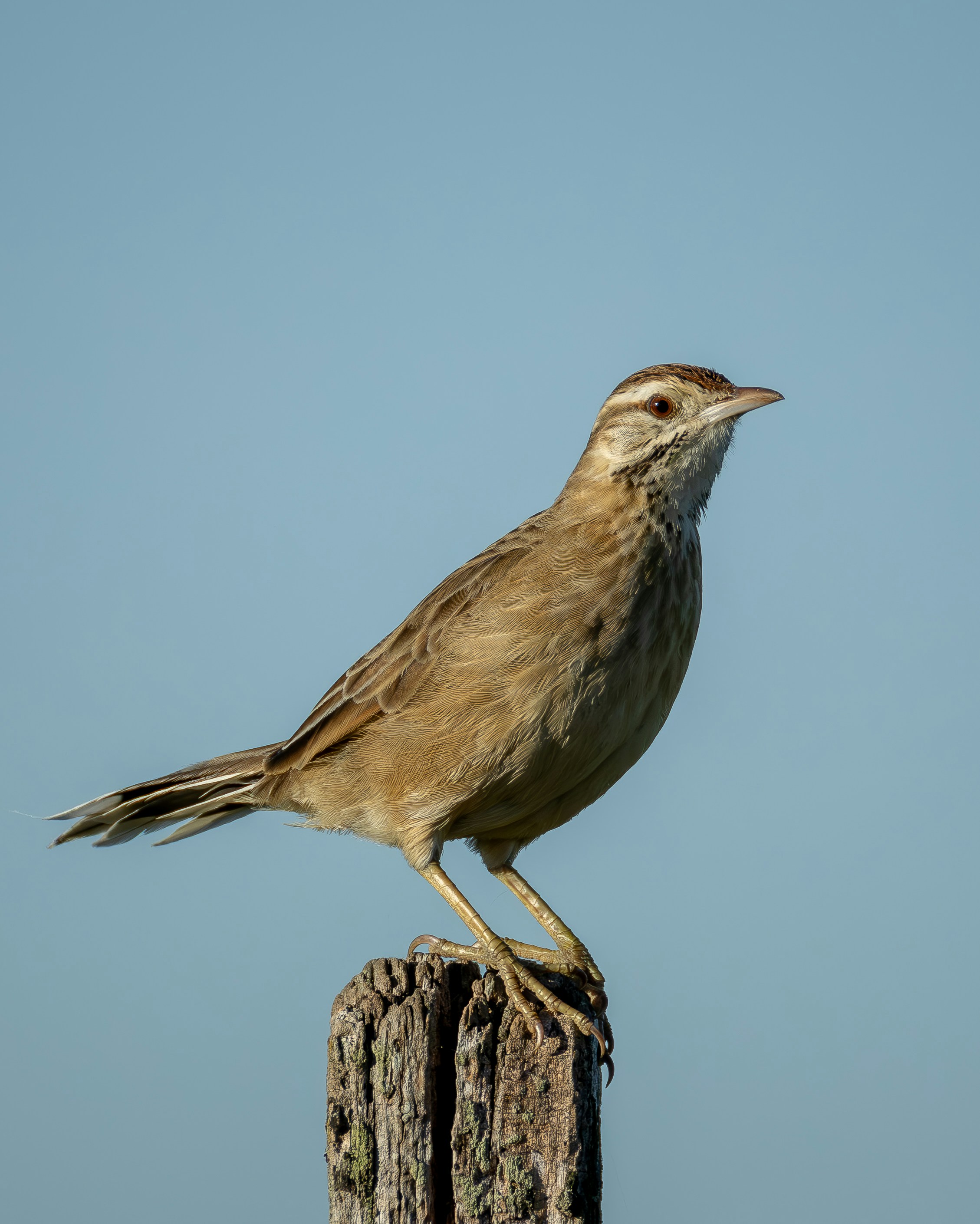Perched on a Weathered Post, a Small Songbird Scans the Open Sky