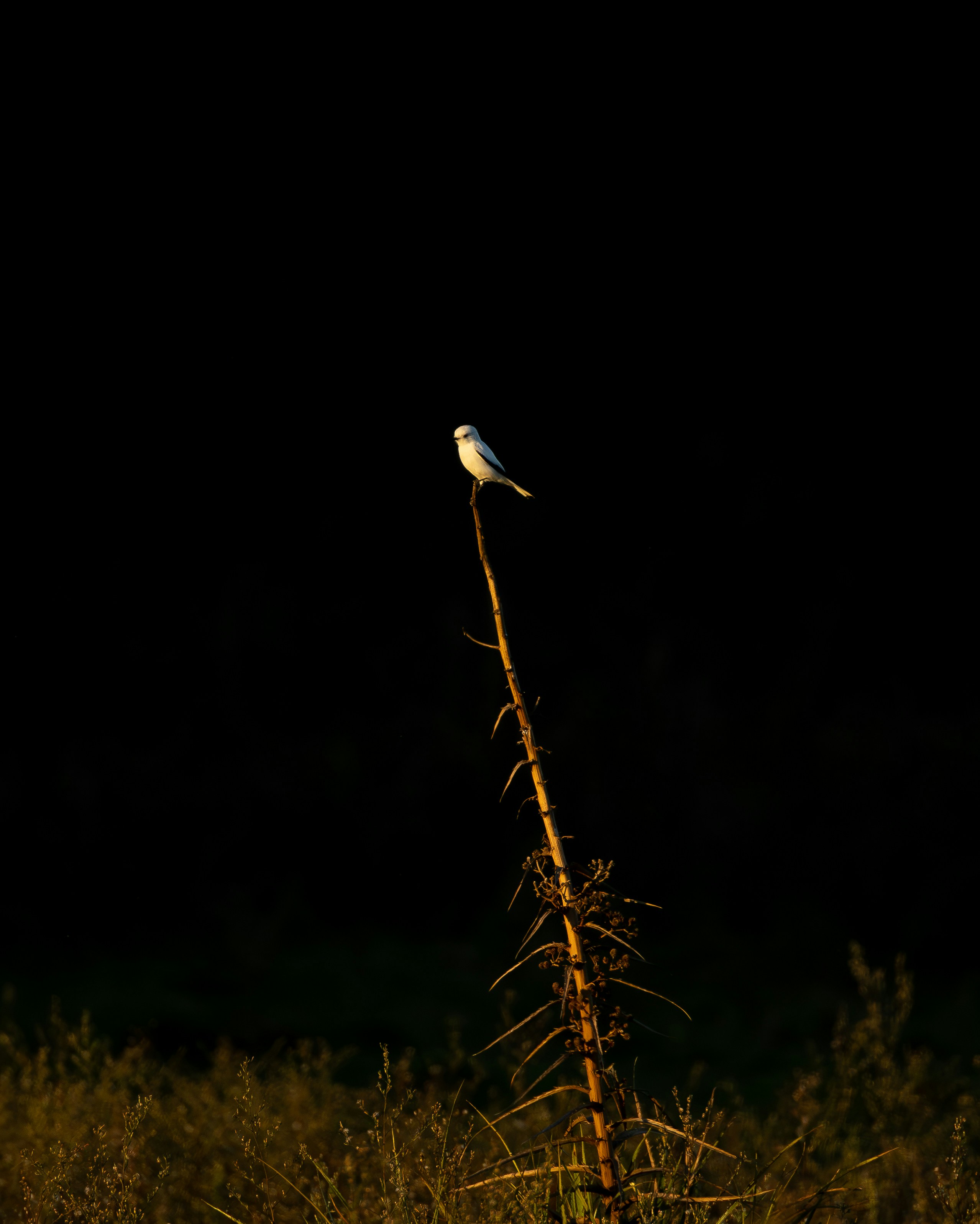 Perched Sentinel: A solitary white bird on a sunlit stem
