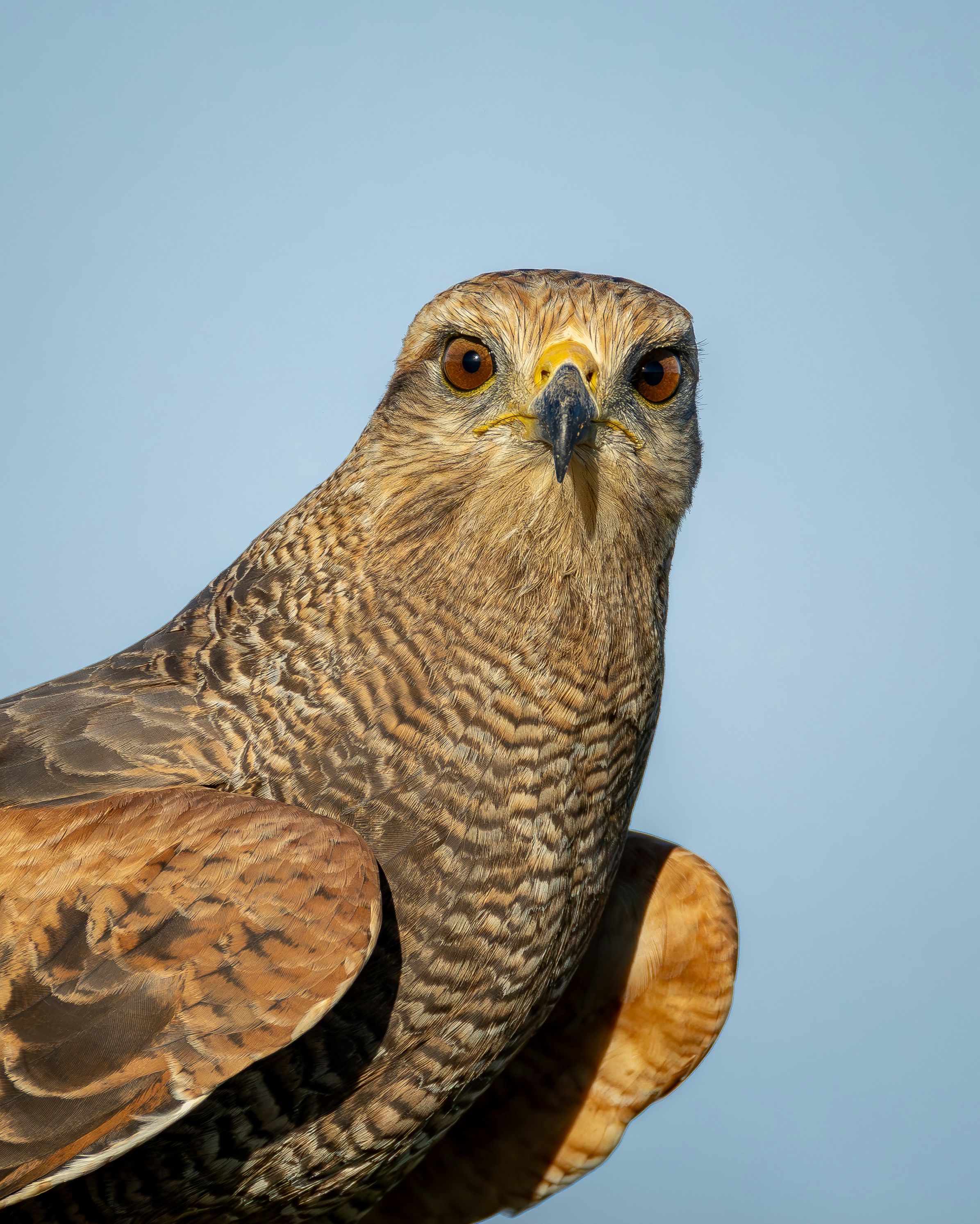 Raptor Portrait: The Watchful Gaze in Early Light