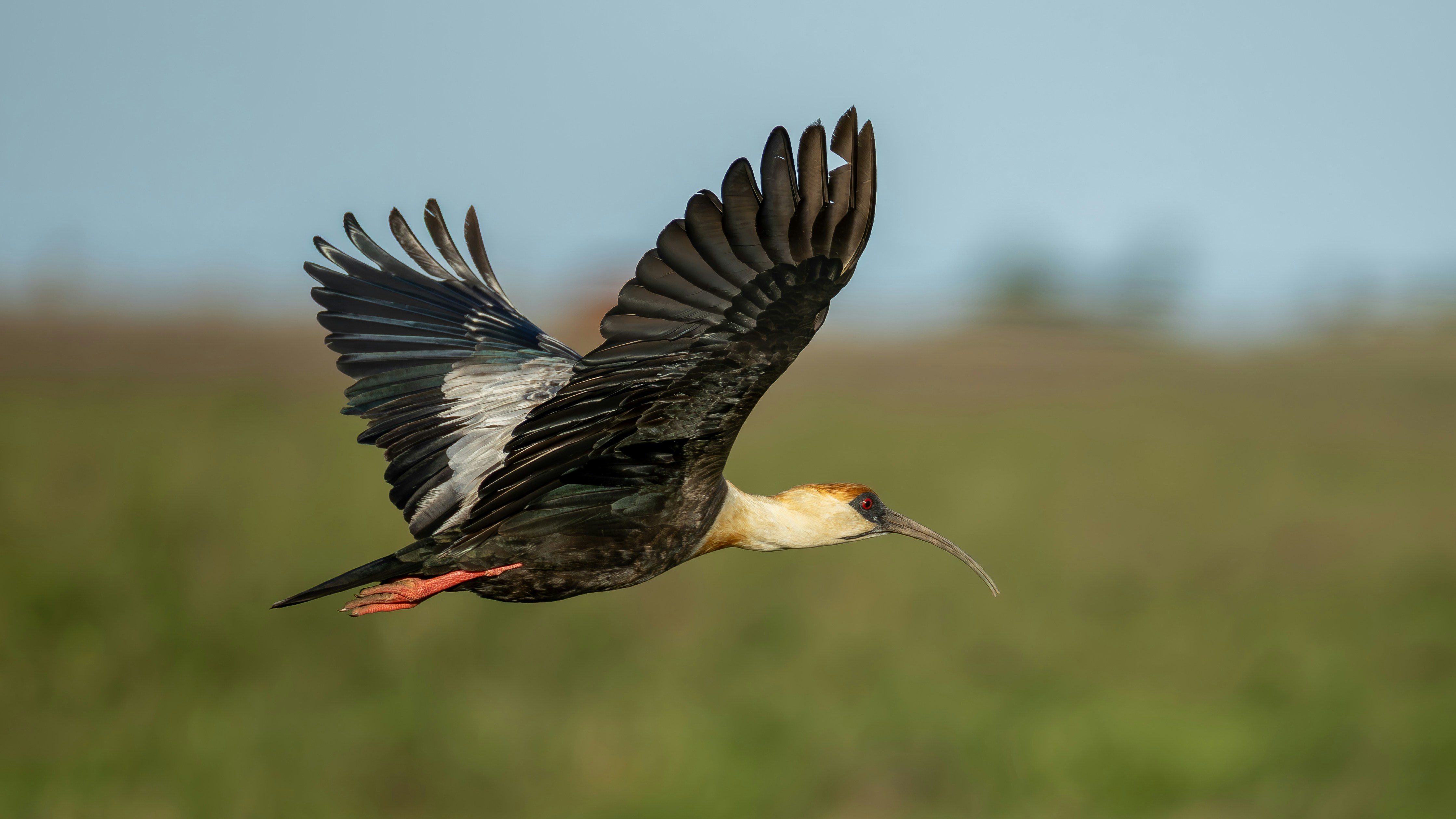 Hovering Mystery: A Black-Necked Heron in Mid-Flight