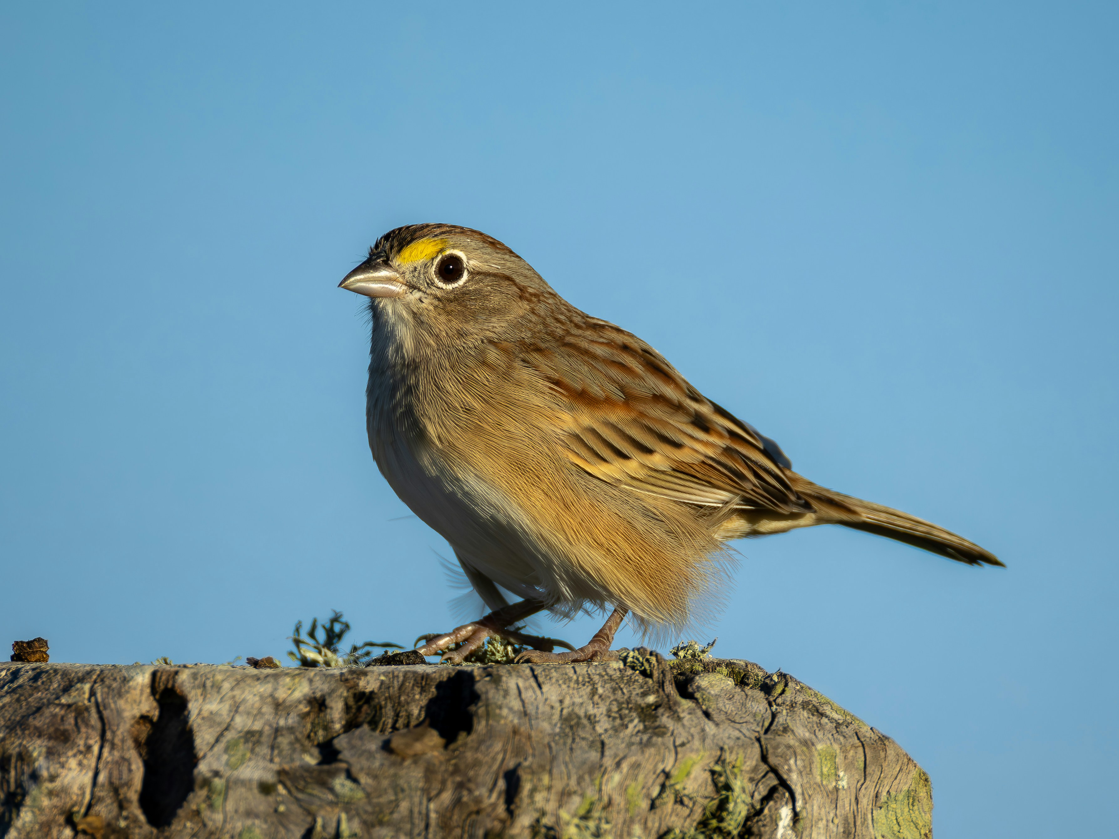 Yellow-crowned Warbler Perched on Cracked Log Against Clear Sky